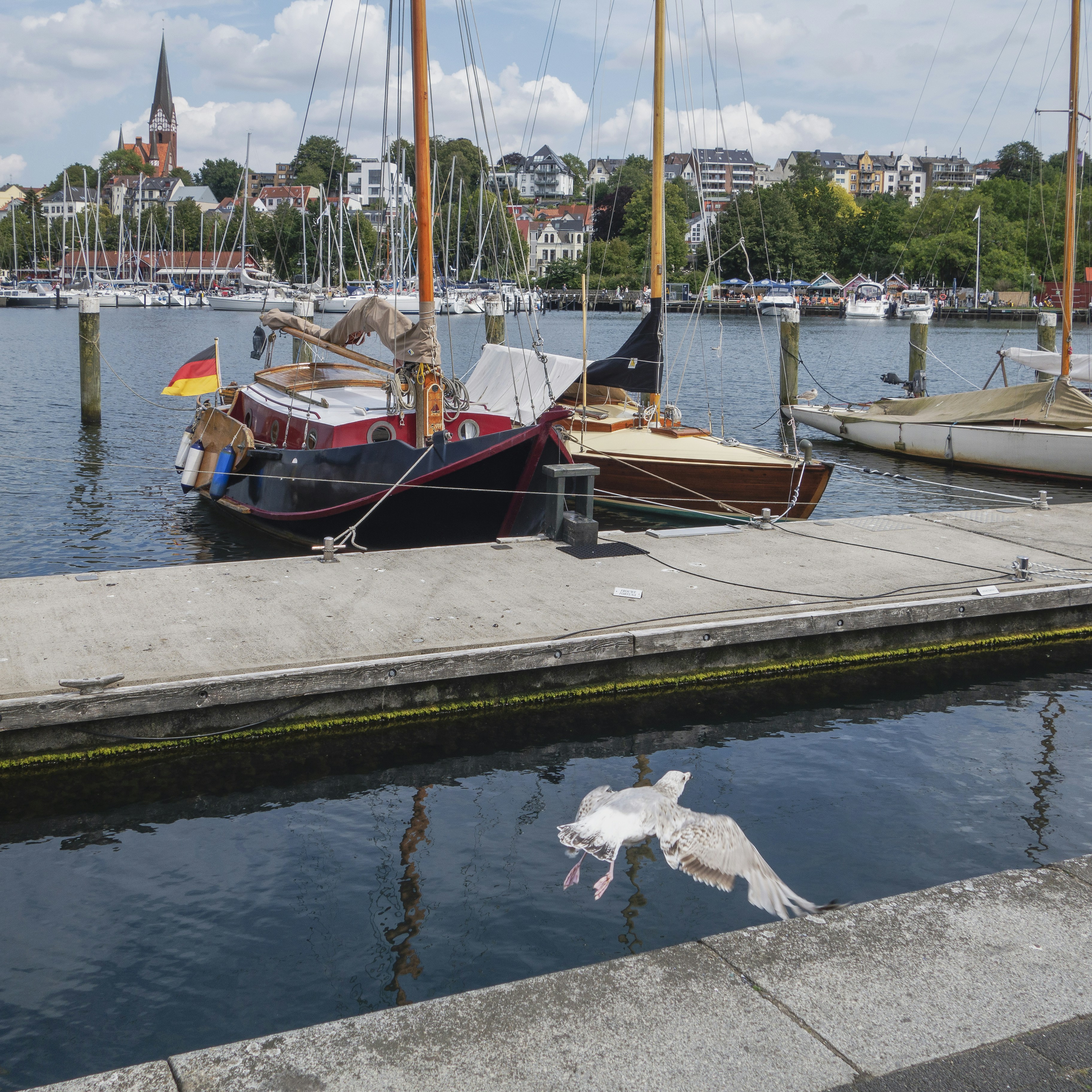 Harbor Moment: Seagull over moored sails with a town’s church spire in the distance