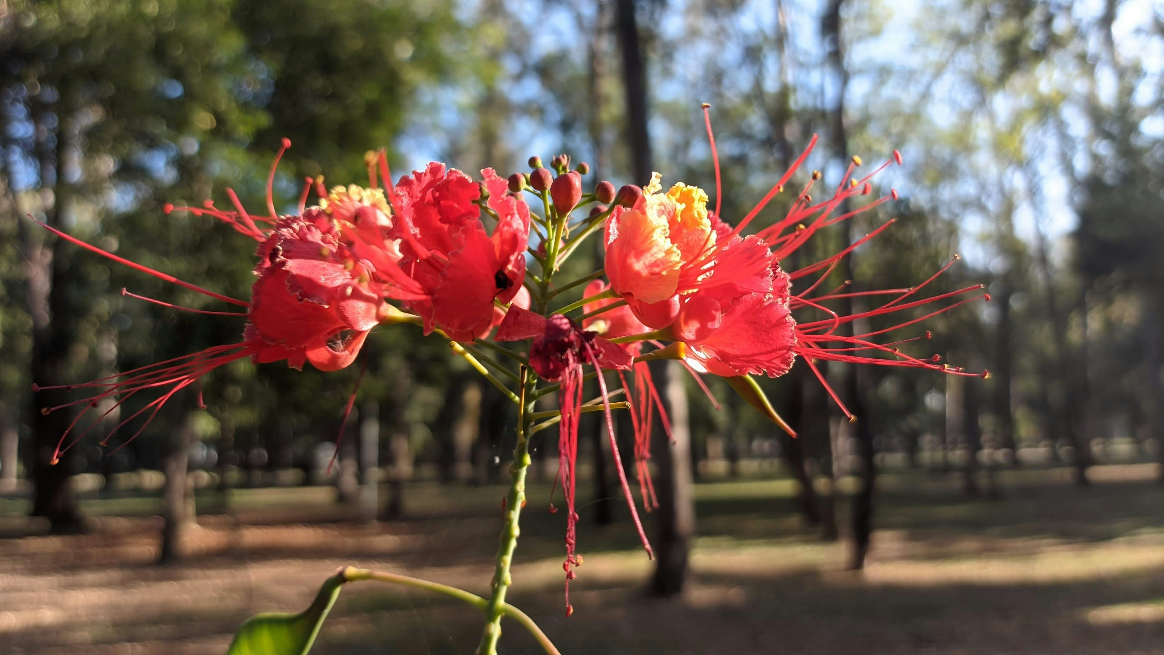 Crimson Bloom Close-Up: Long Stamens Framing a Sunlit Park