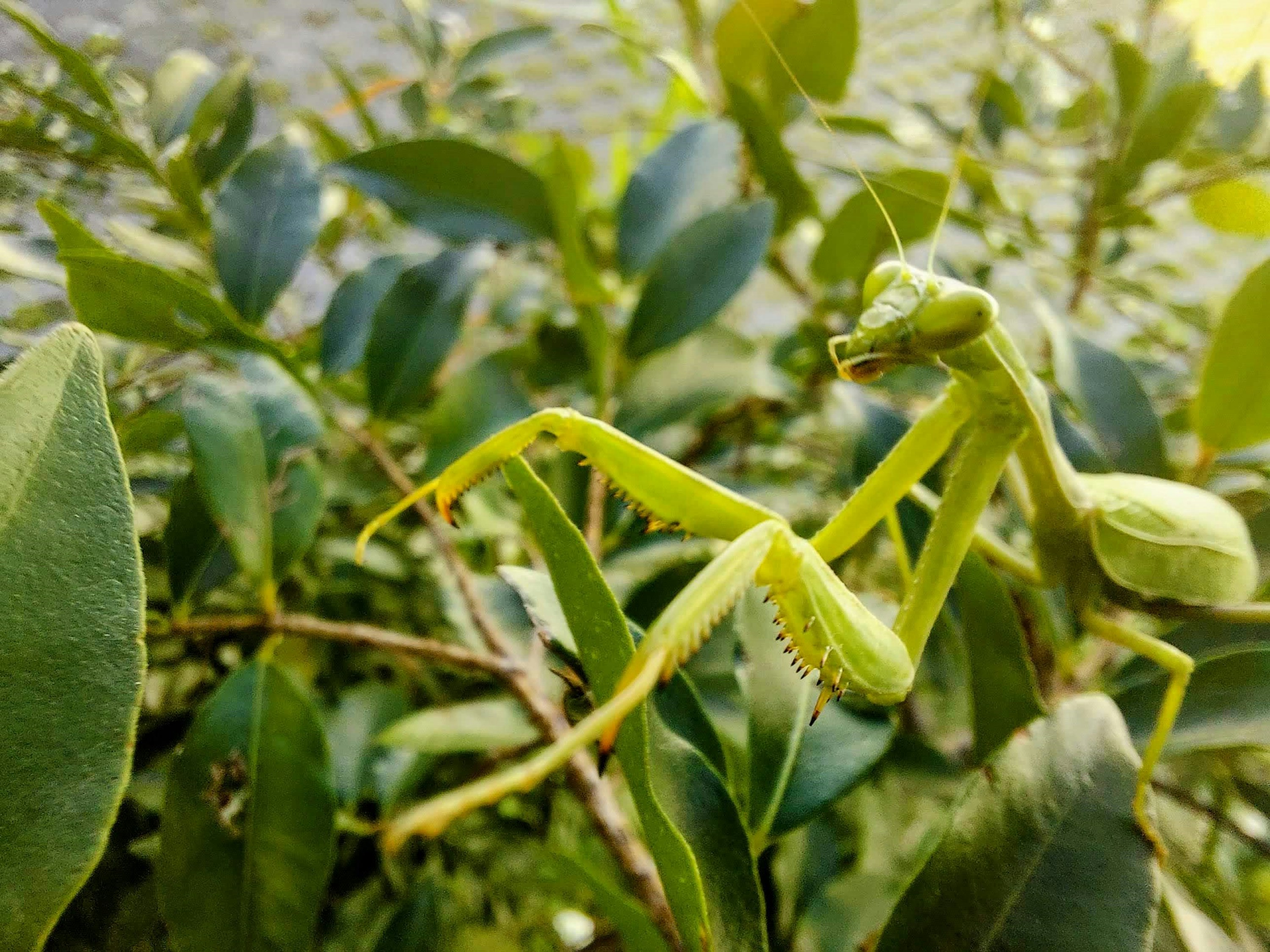A close up of a praying mantisbee on a plant photo – Free Mantis Image ...