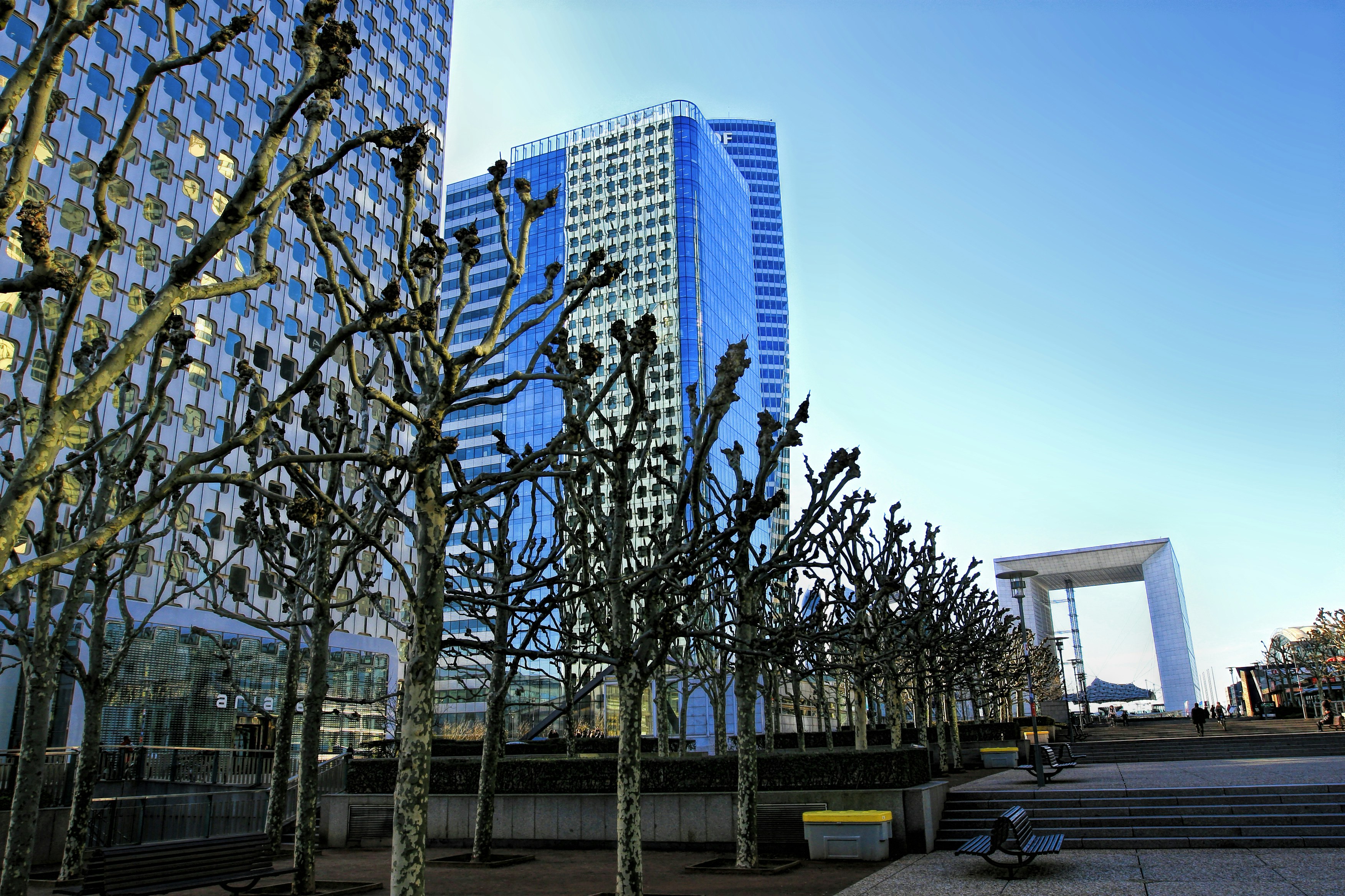 Pruned Trees Framing a Blue Glass Skyline in a Sunlit City Plaza