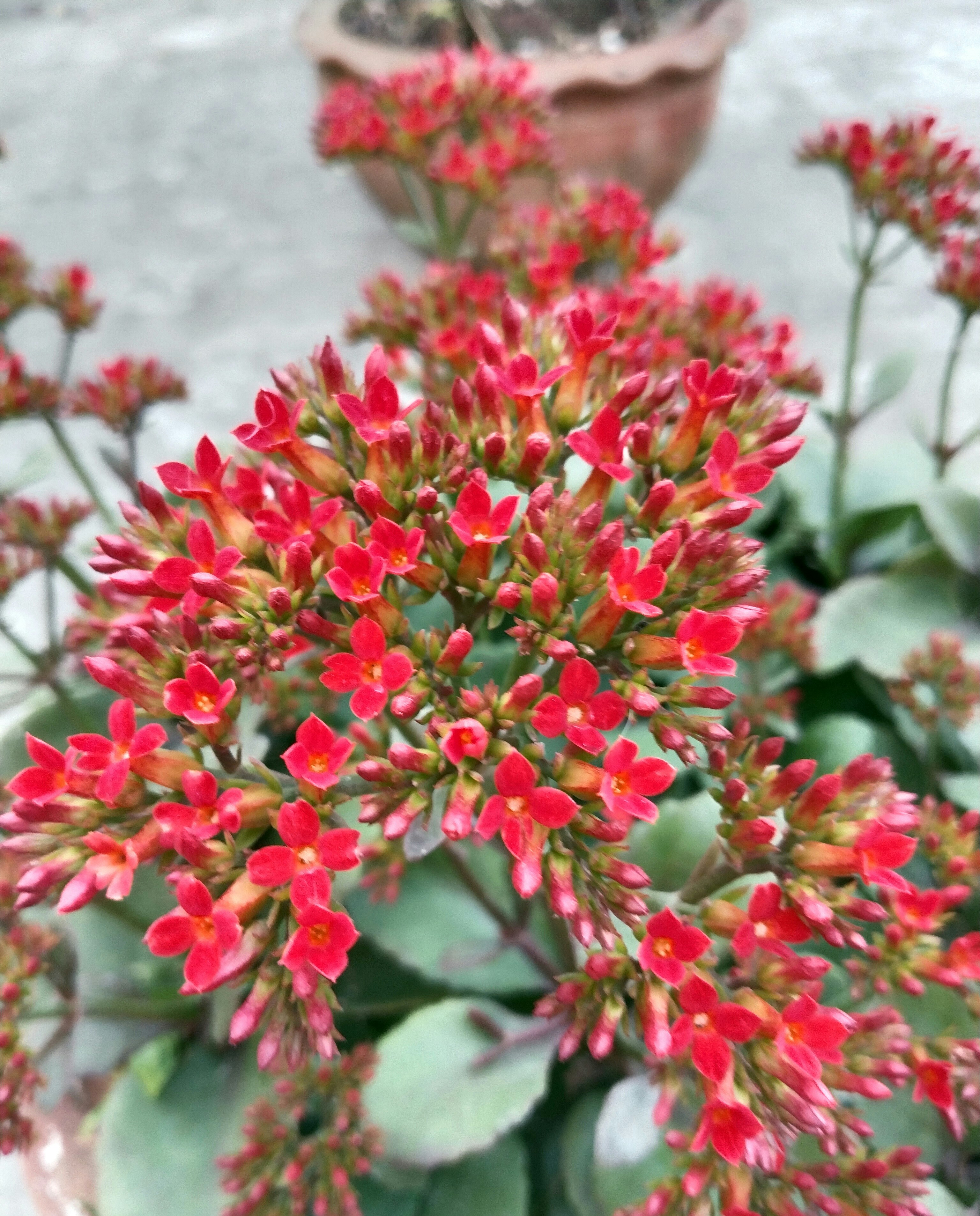 Sample photo from Vivo Y21T