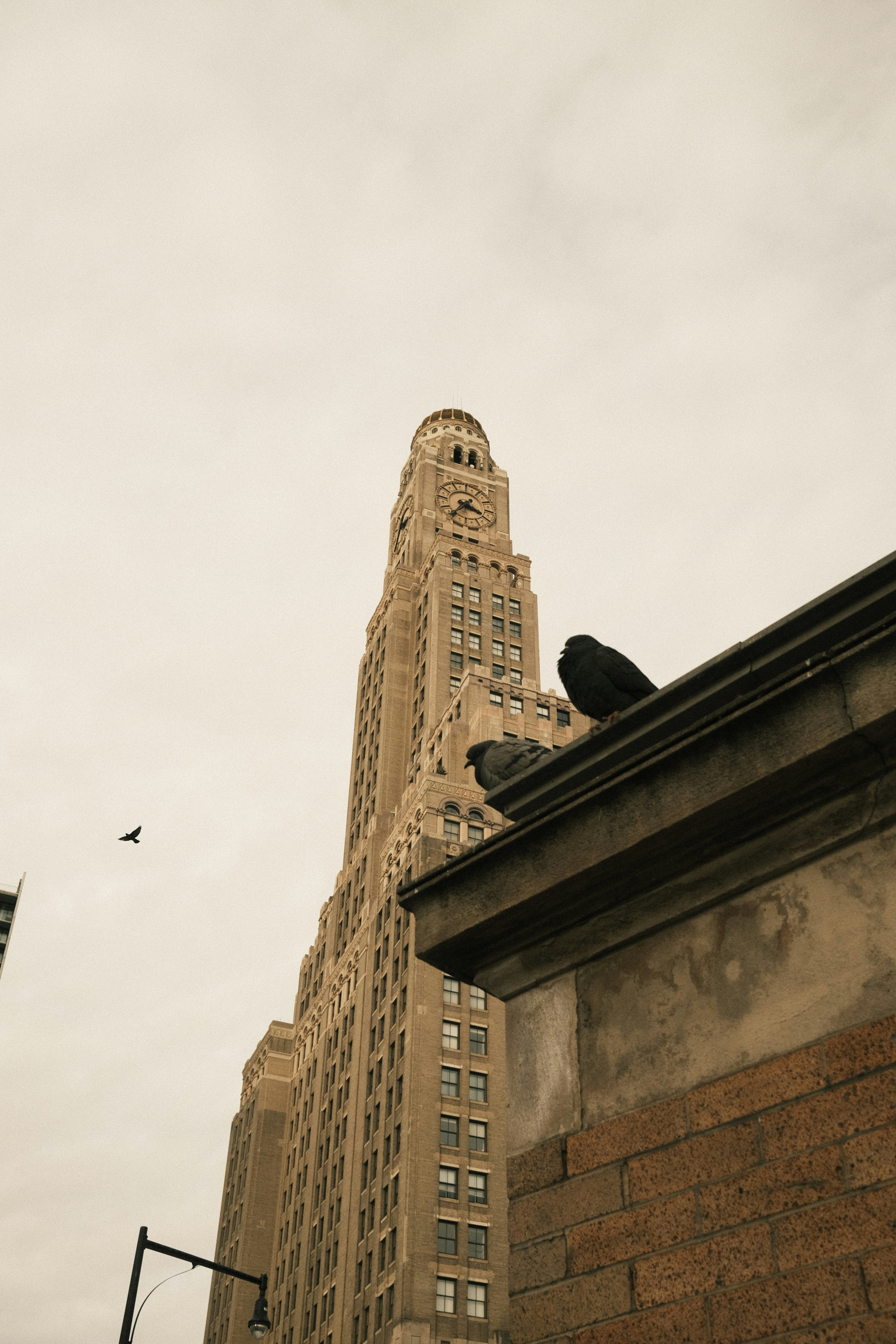 Rooftop Peregrine: A Crow perched above an urban clocktower