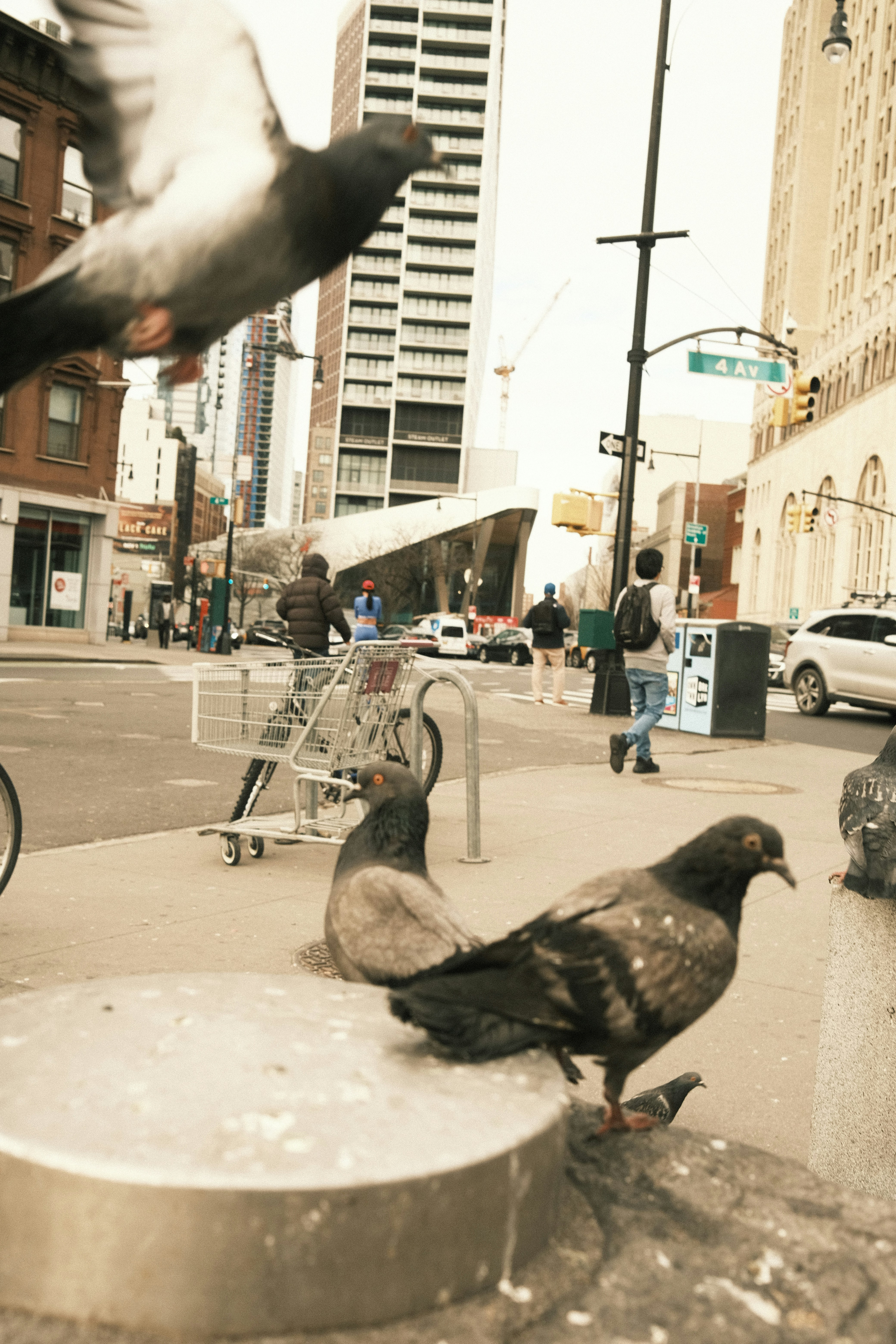 Sepia Street Ballet: Pigeons Guard the City Corner