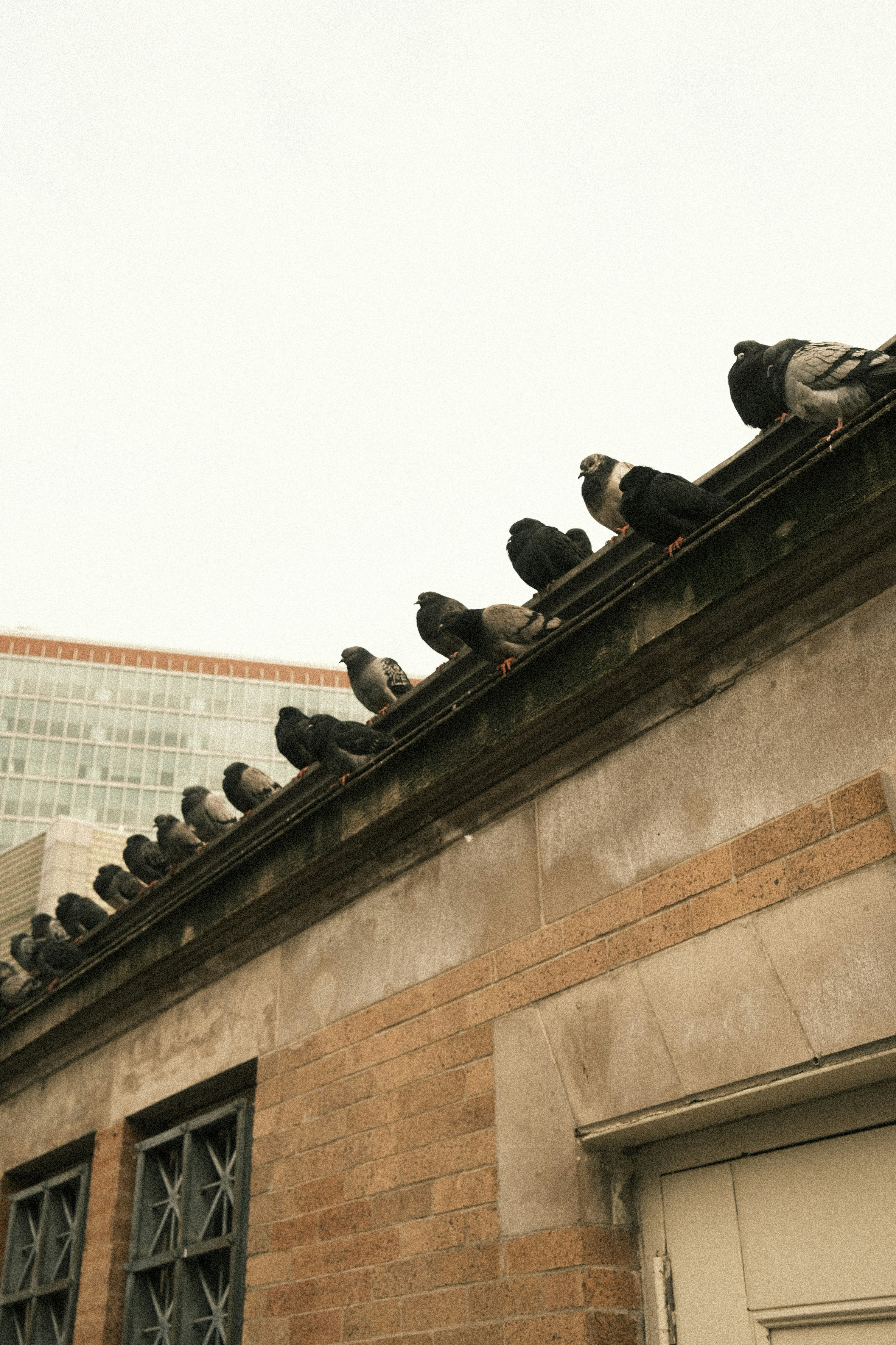 Pigeons perch along a weathered brick parapet against a pale sky, with a glass-fronted building receding in the background. The scene emphasizes repetition and urban geometry.