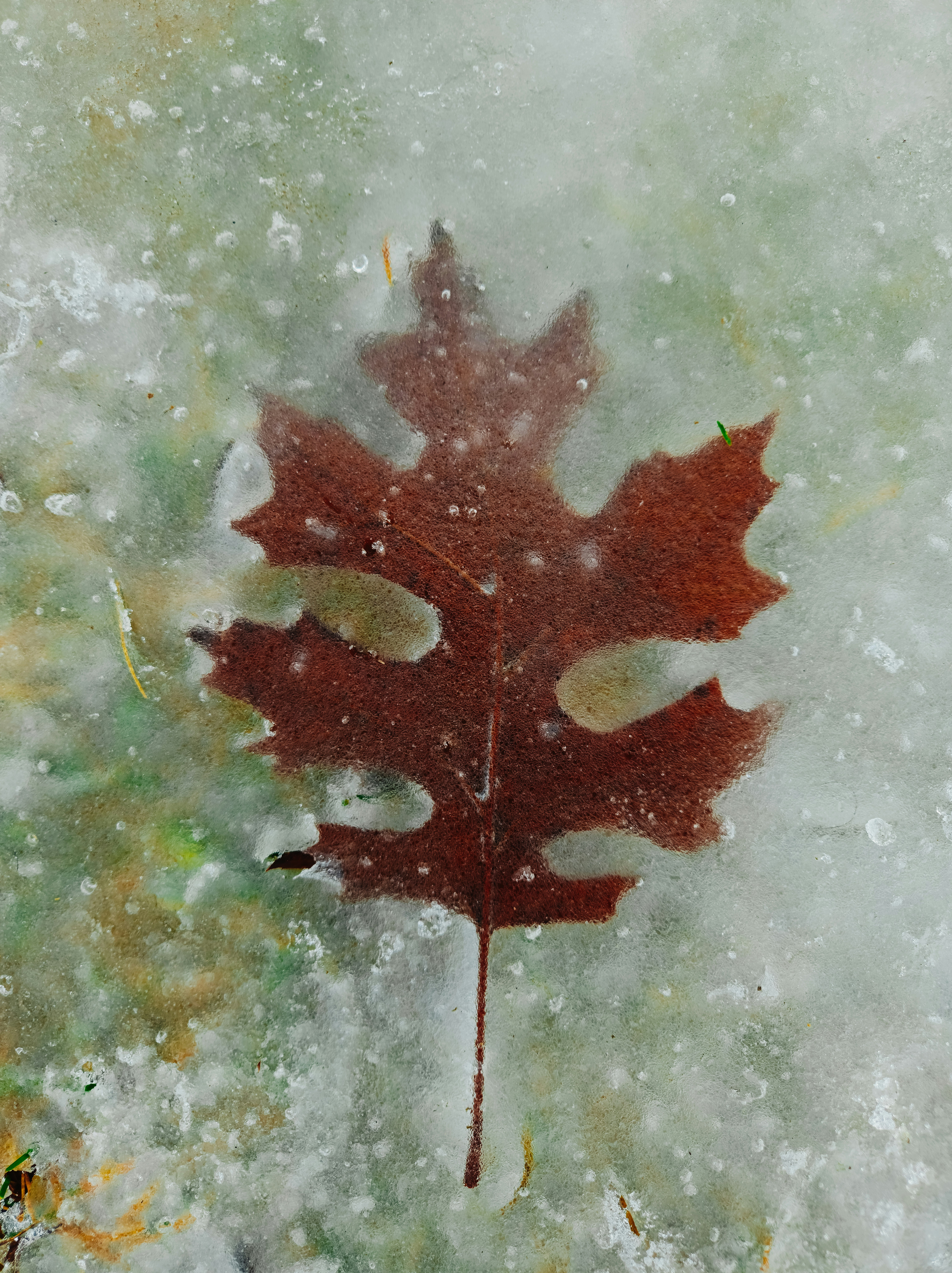 Red maple leaf pressed against a frost-covered window, with scattered snowflakes and a soft green blur beyond.