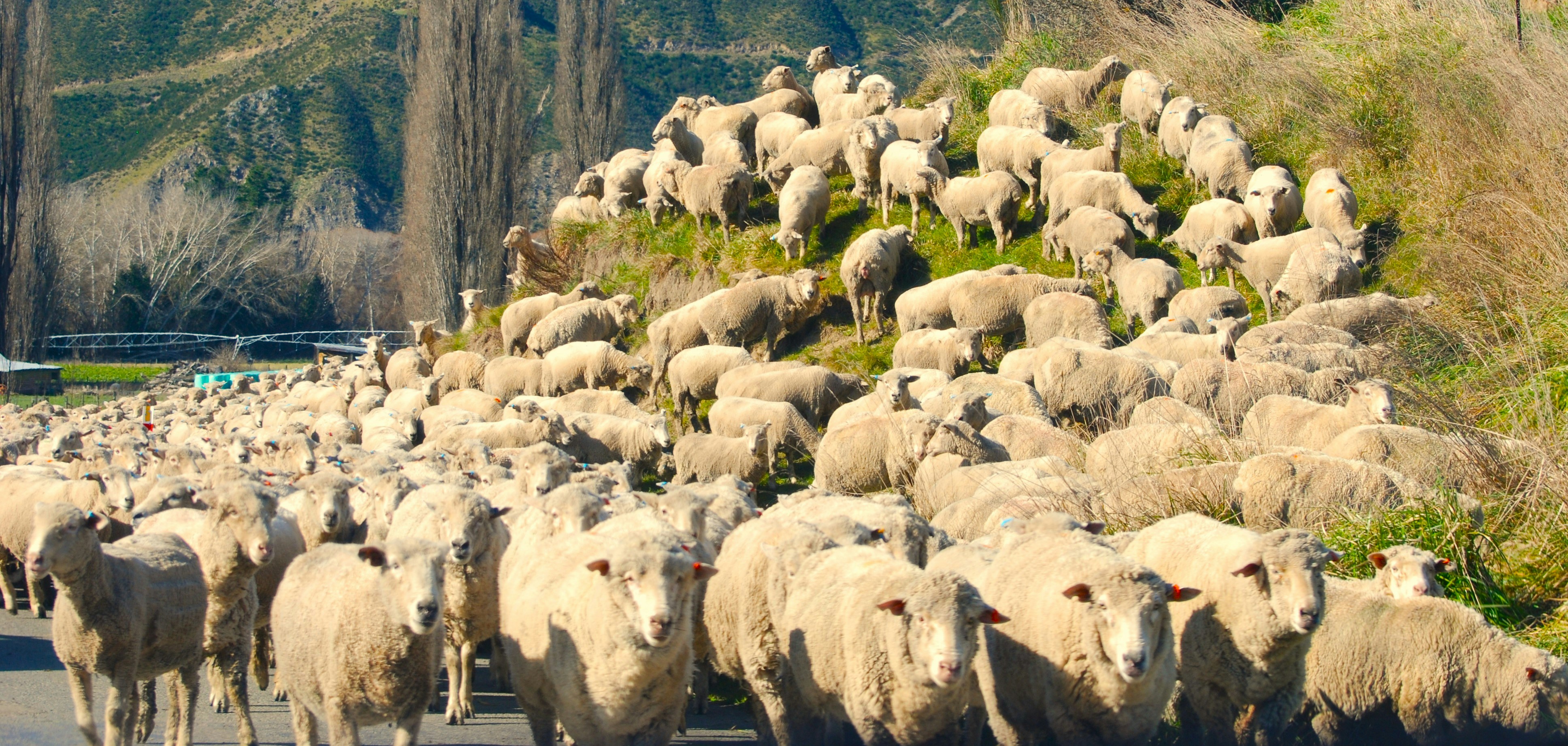 If you use my photos please consider "buying me a coffee!" as a thankyou :p https://www.buymeacoffee.com/KerinGedge Some New Zealand sheep
