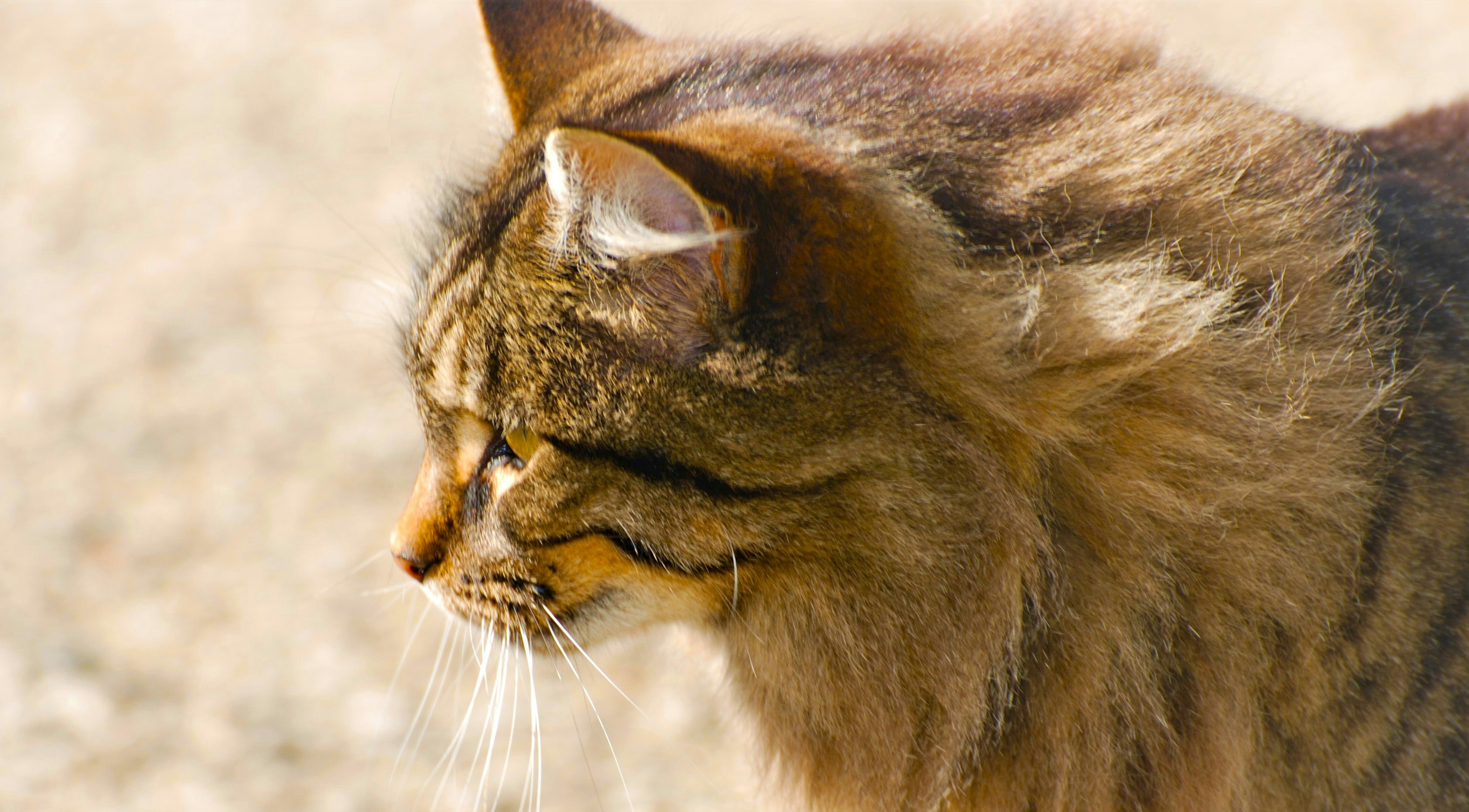 Whiskered Wanderer in Sunlit Contemplation