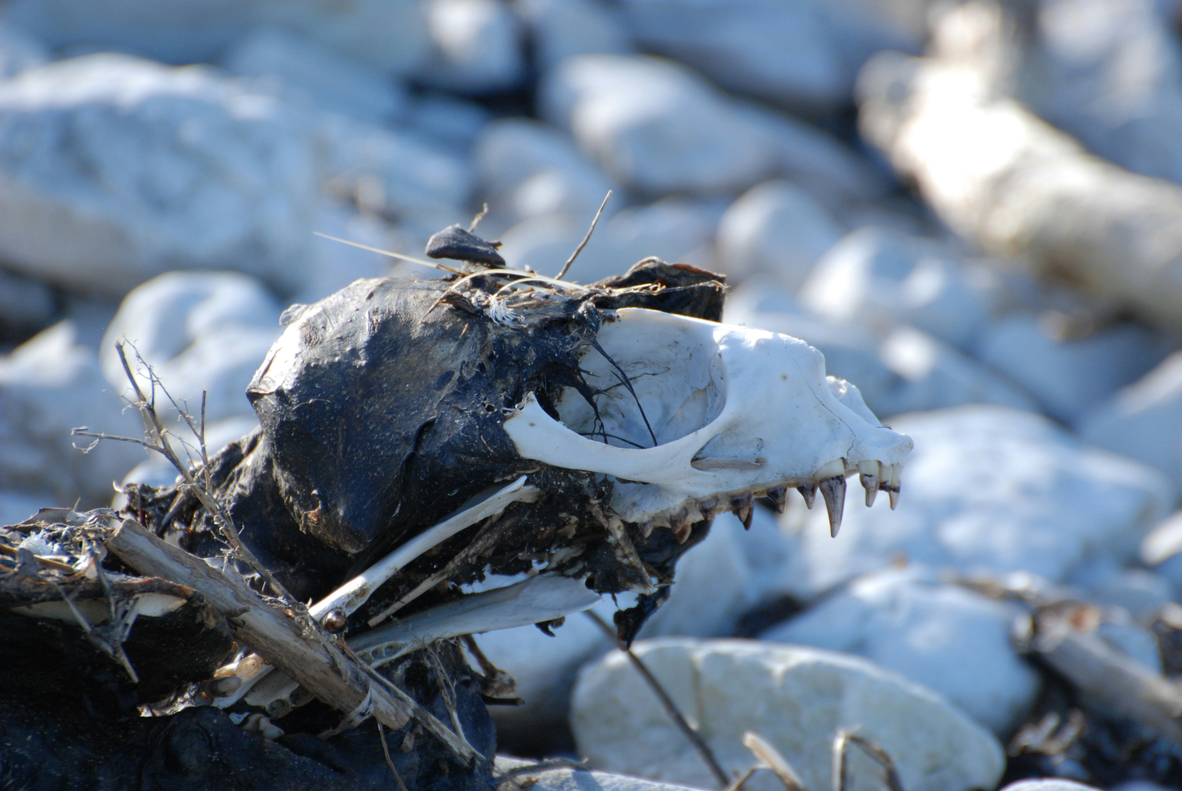 A dead animal skull sitting on top of a pile of rocks photo – Free Seal ...