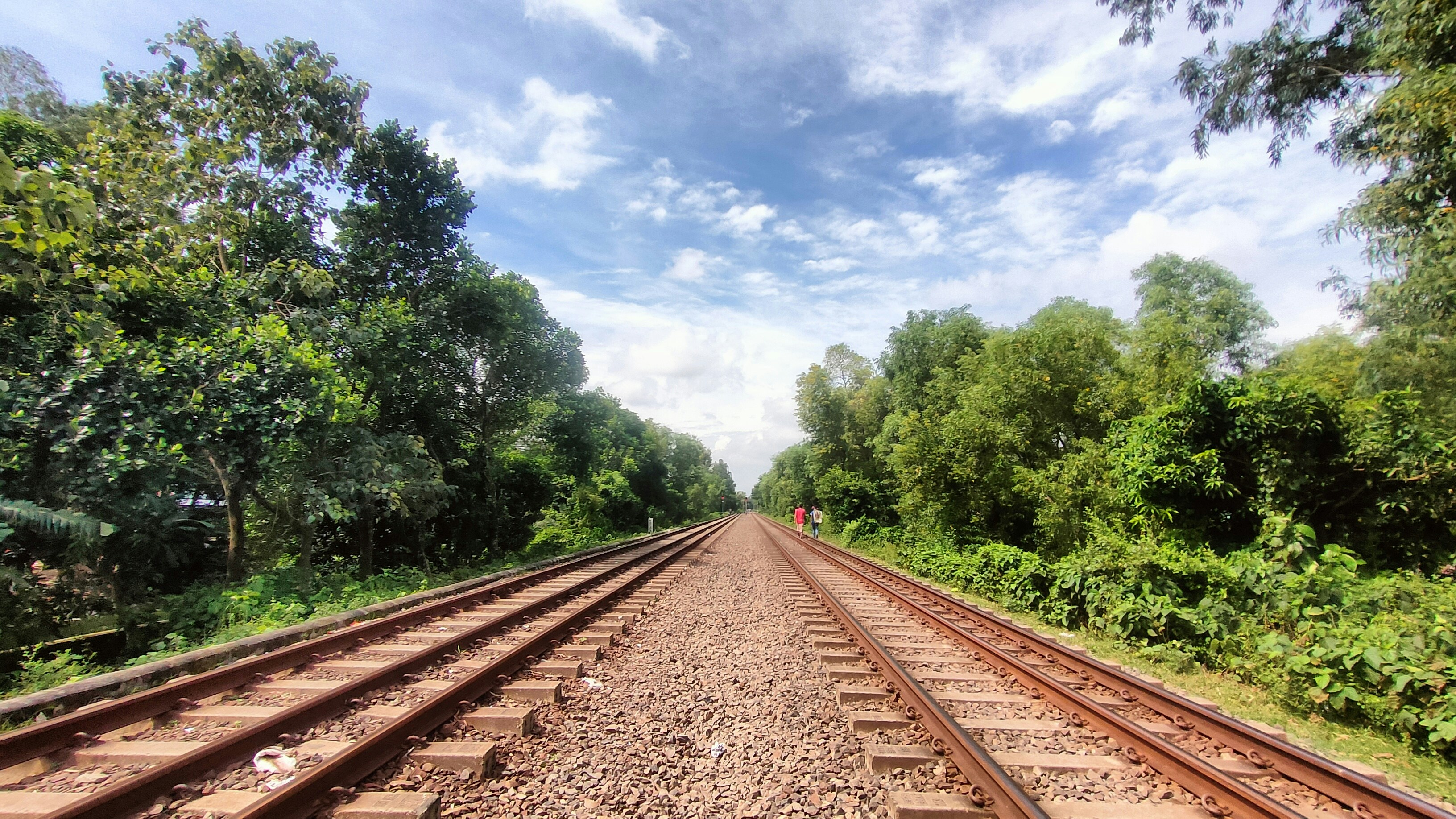 A train track running through a lush green forest photo – Free Train ...