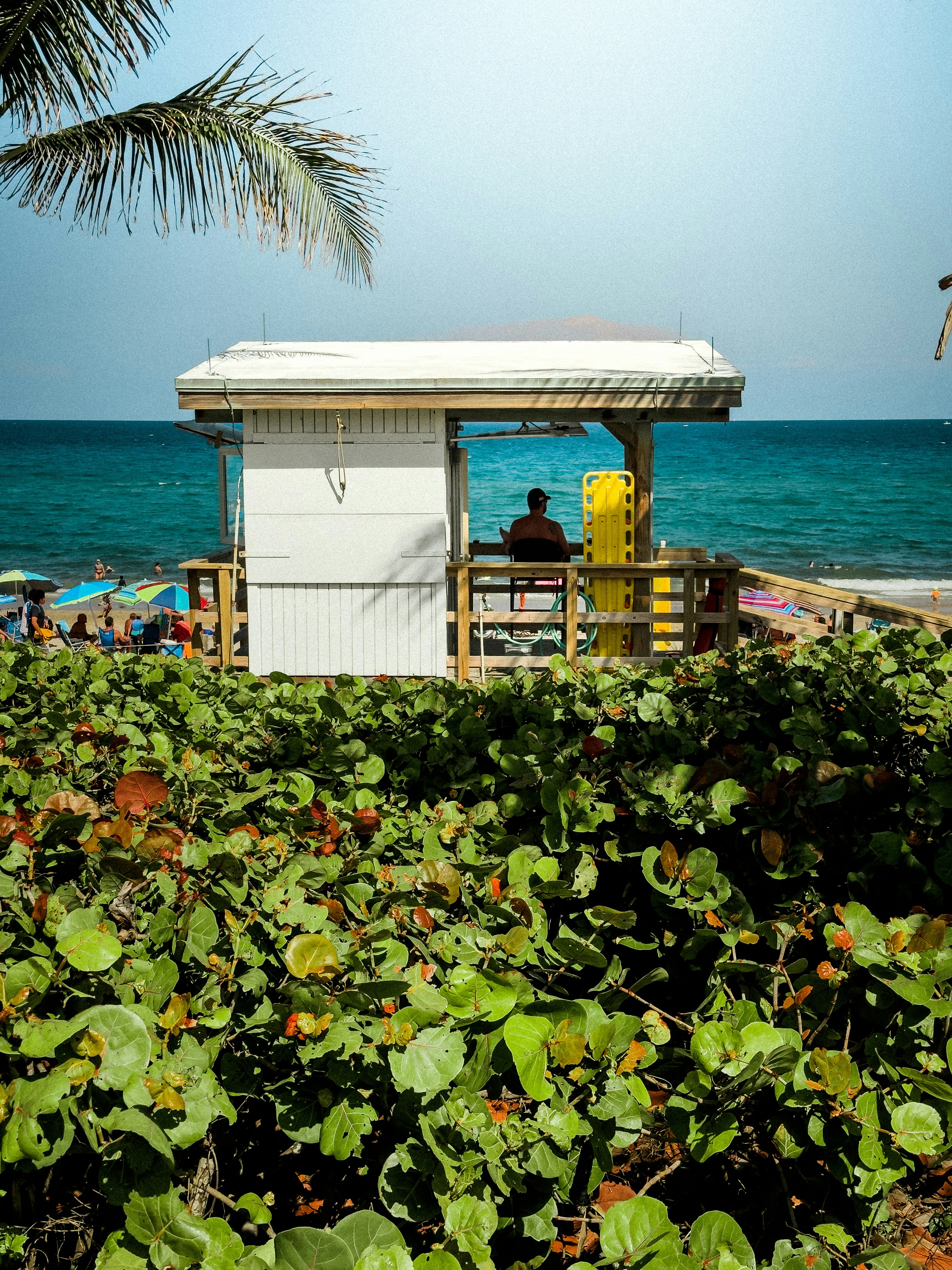 Lifeguard Hut at the Edge: Green Foliage Meet Turquoise Sea