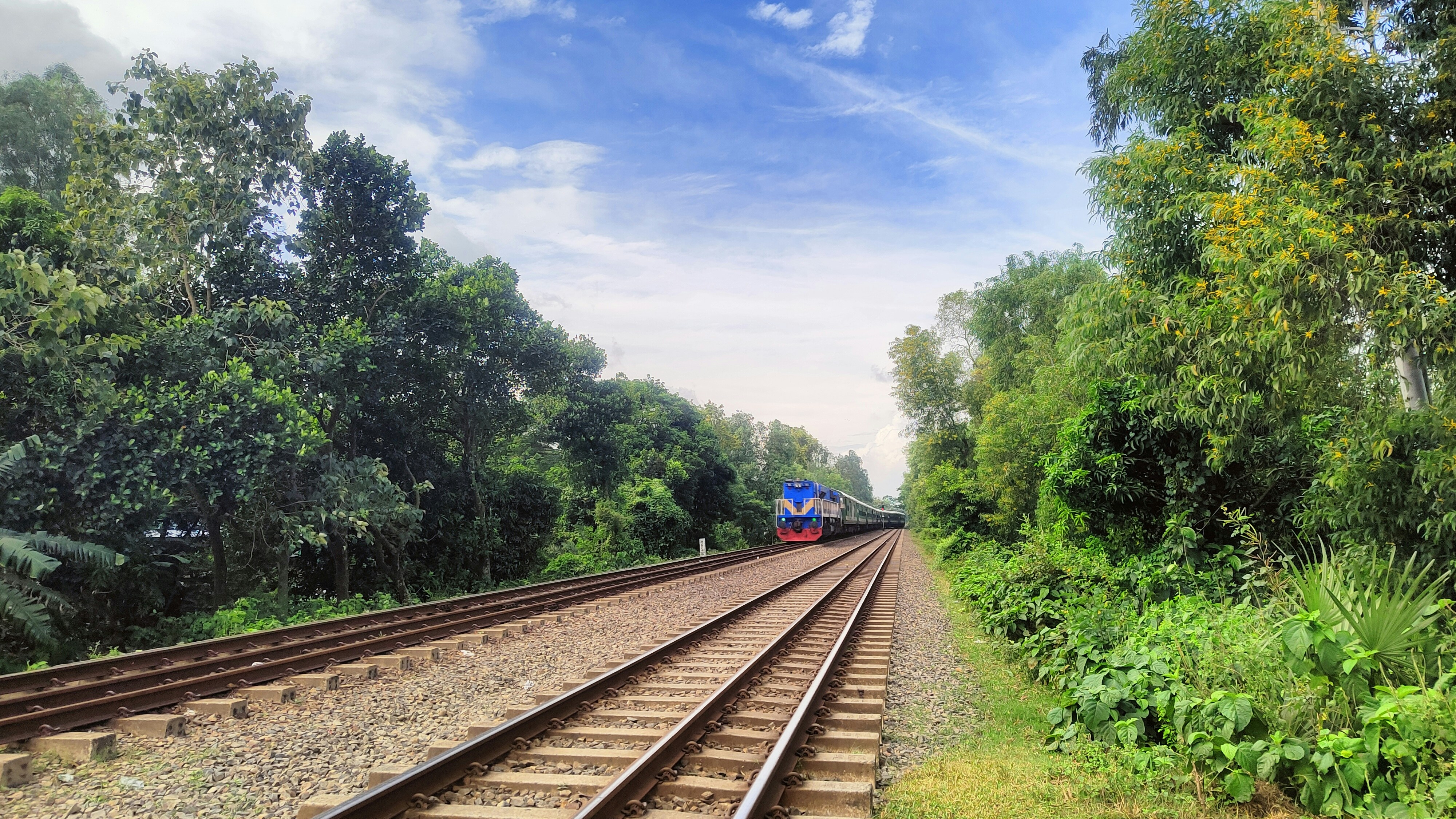 Train moving through a dense, green forest under a bright blue sky.