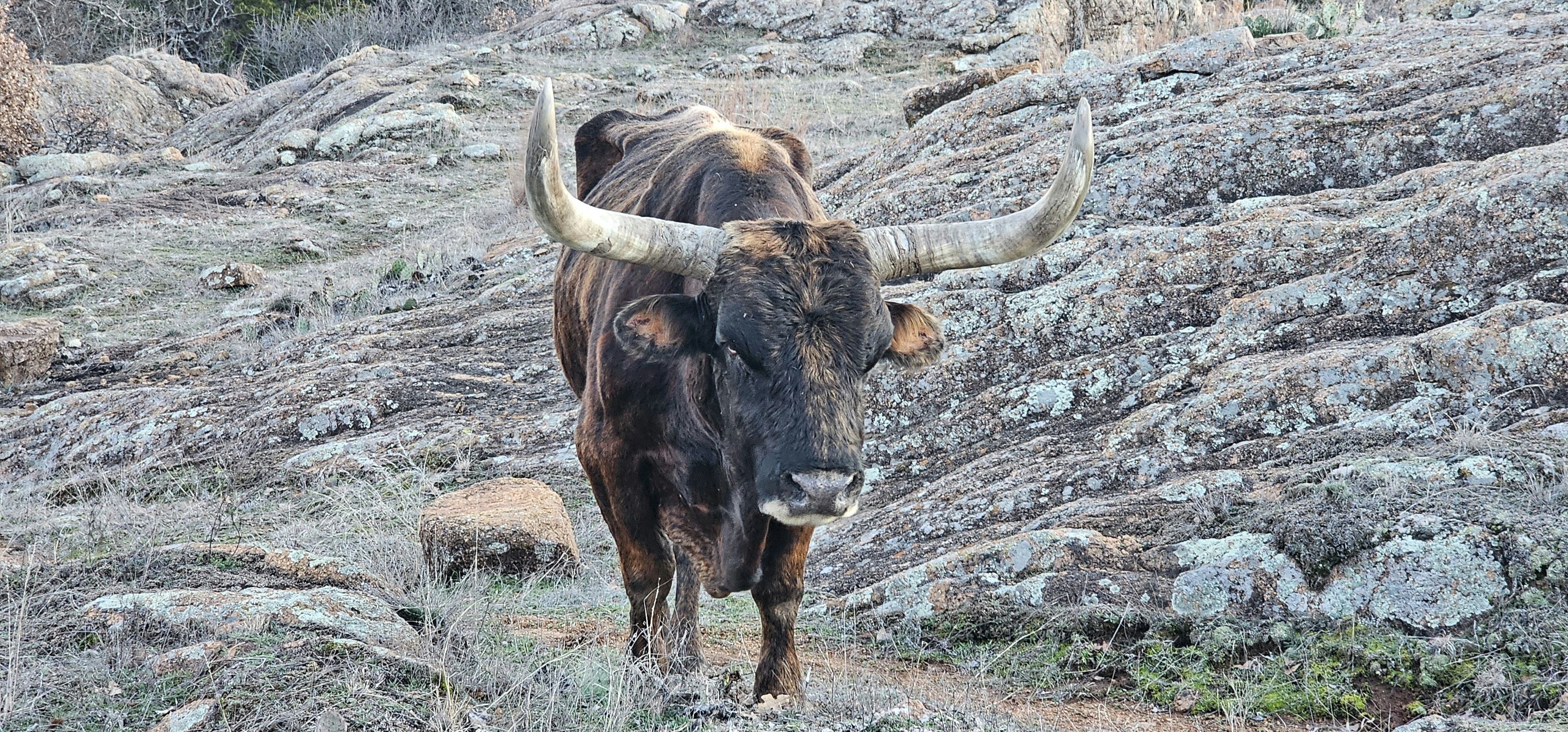 Majestic Presence Amidst Rocky Terrain
