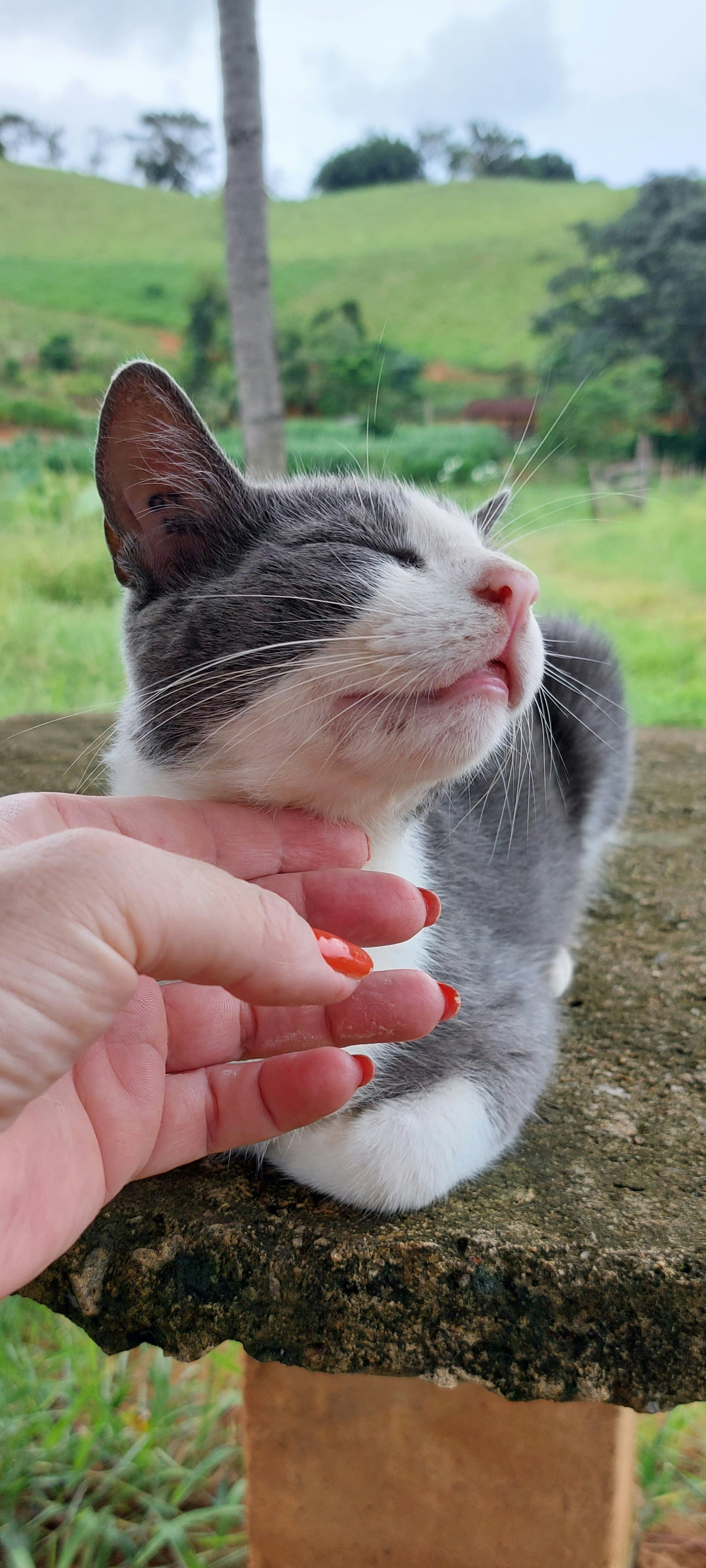 Sunlit Purr on a Mossy Stone: A Quiet Countryside Moment