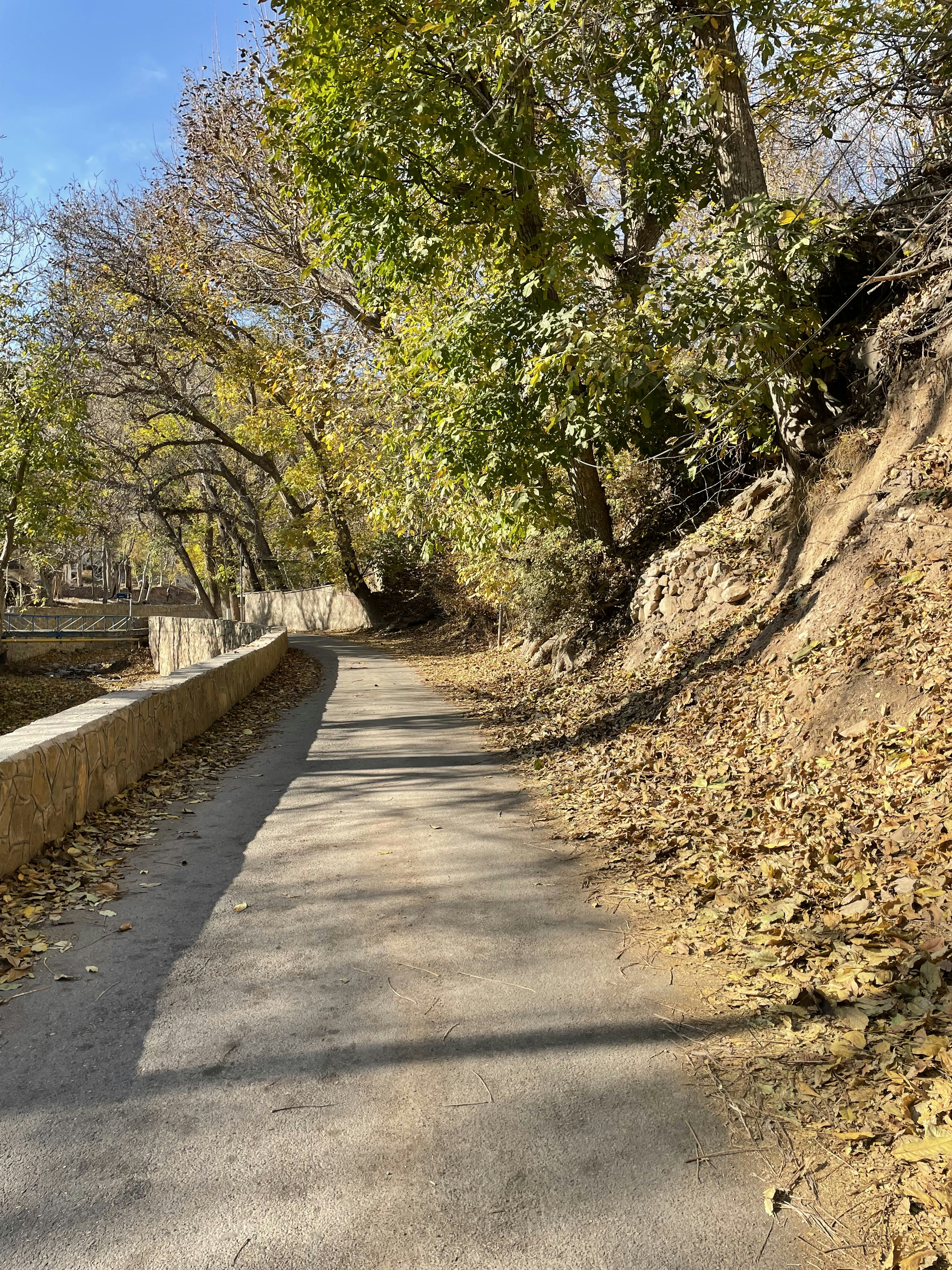 Un camino pavimentado con árboles a ambos lados de él foto – Imagen de ...
