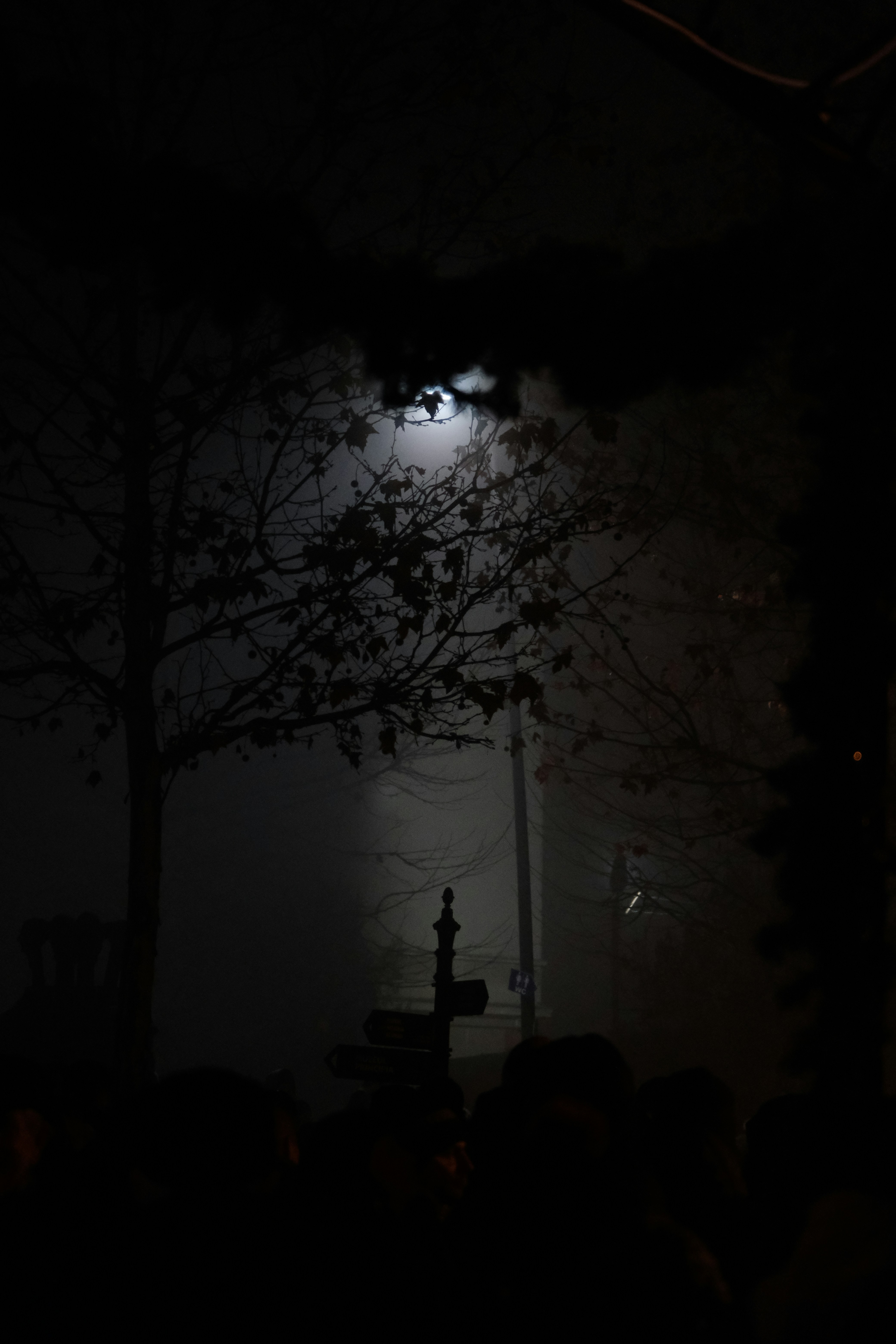 Moonlit Park Monument: silhouette among branches and fog
