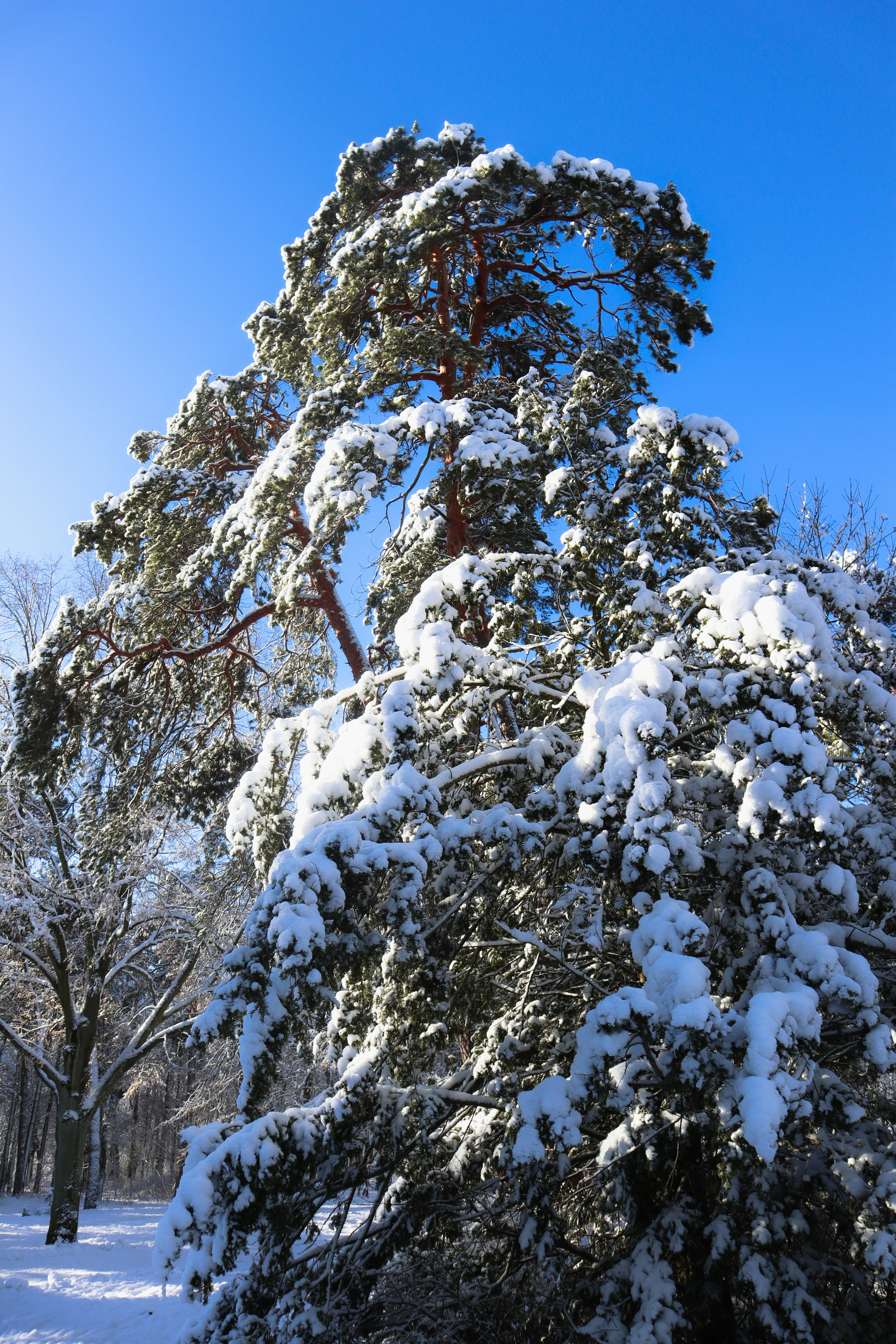 A snow covered pine tree in a park photo – Free Forest Image on Unsplash