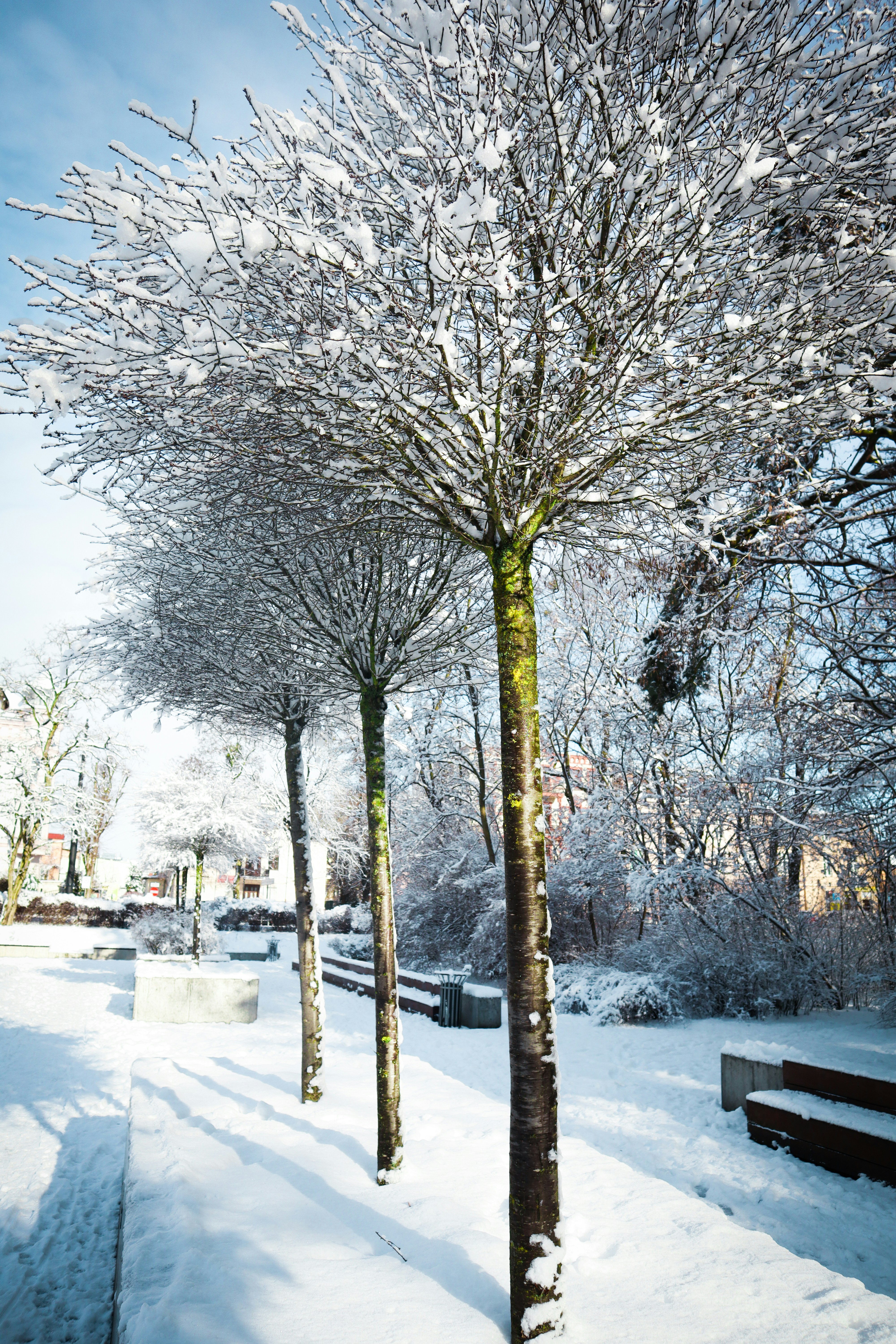 Winter Avenue: Snow-laced Trees Framing a Quiet Park Path
