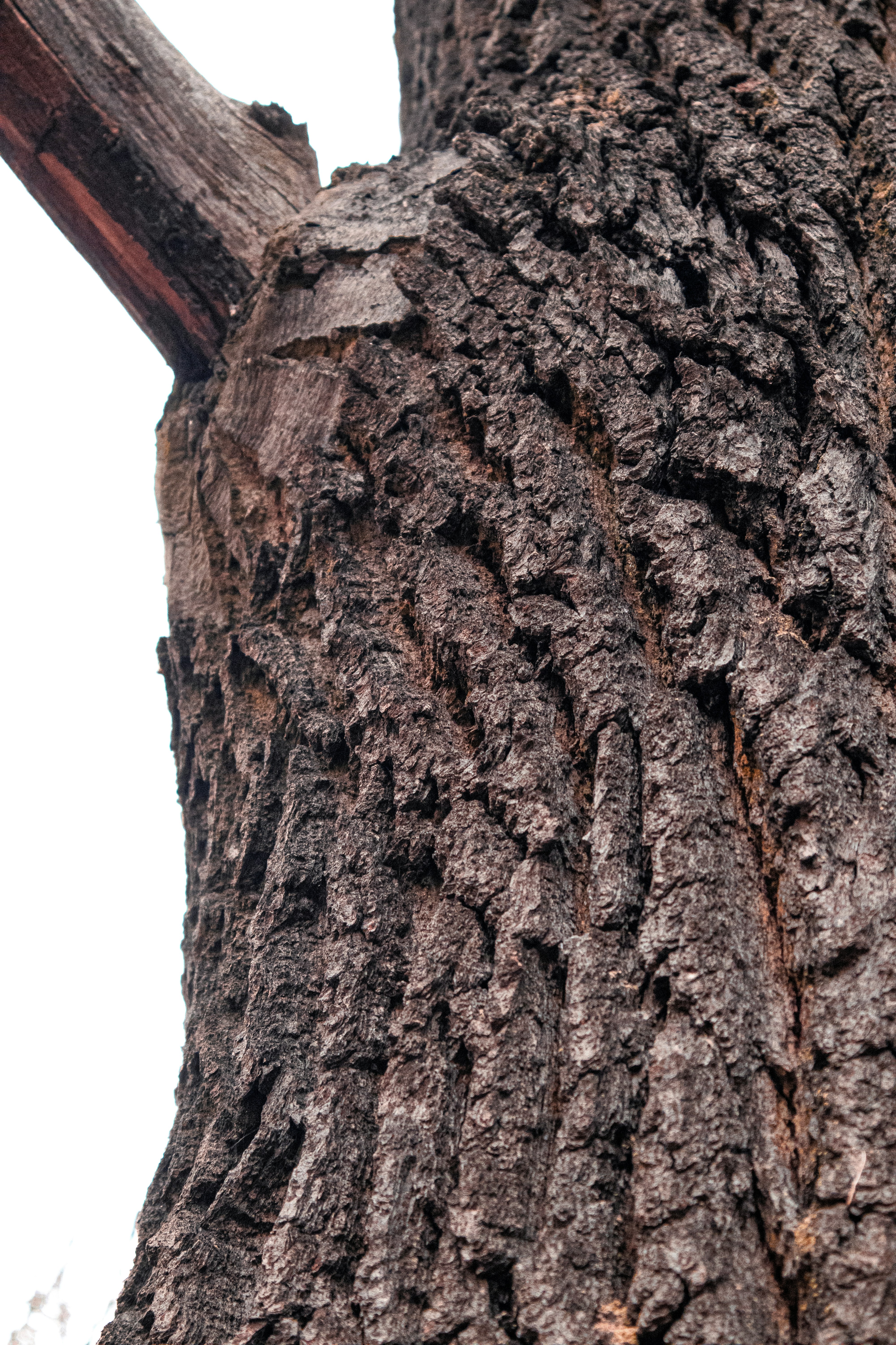 Rugged Armor: Close-Up of Weathered Bark's Deep Grooves