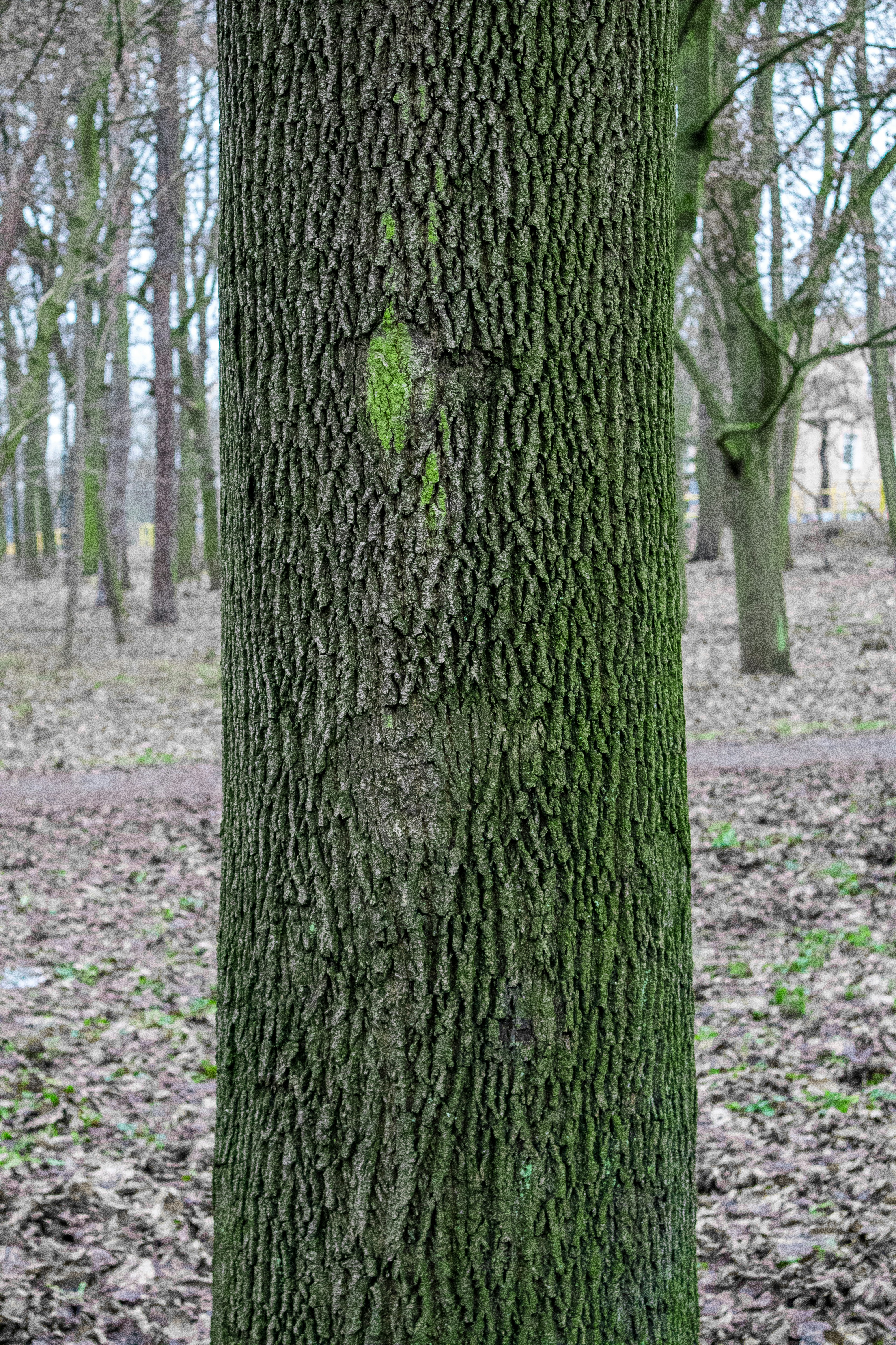 A close up of a tree trunk in a forest photo – Free Background image ...