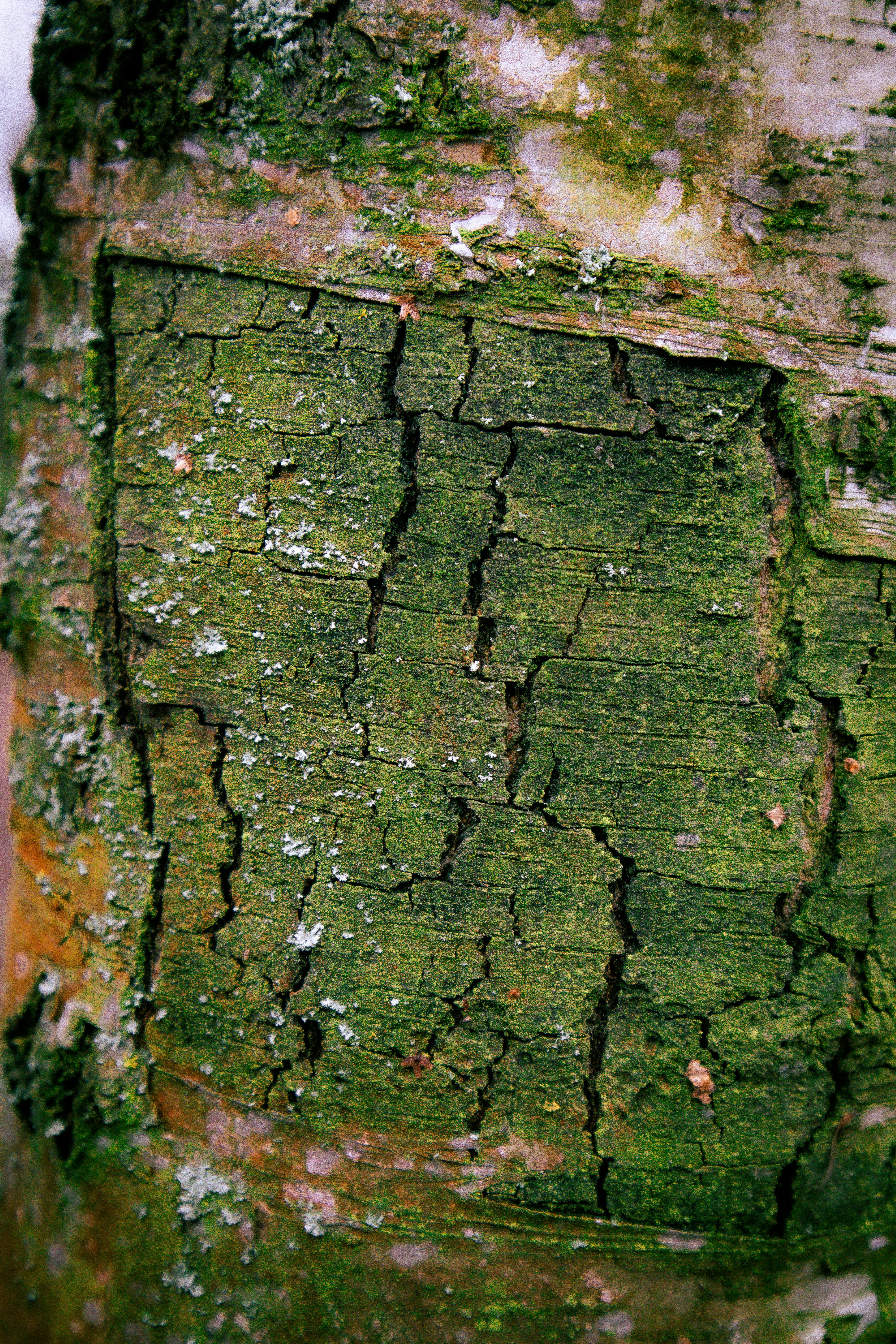 Nature's Textured Canvas