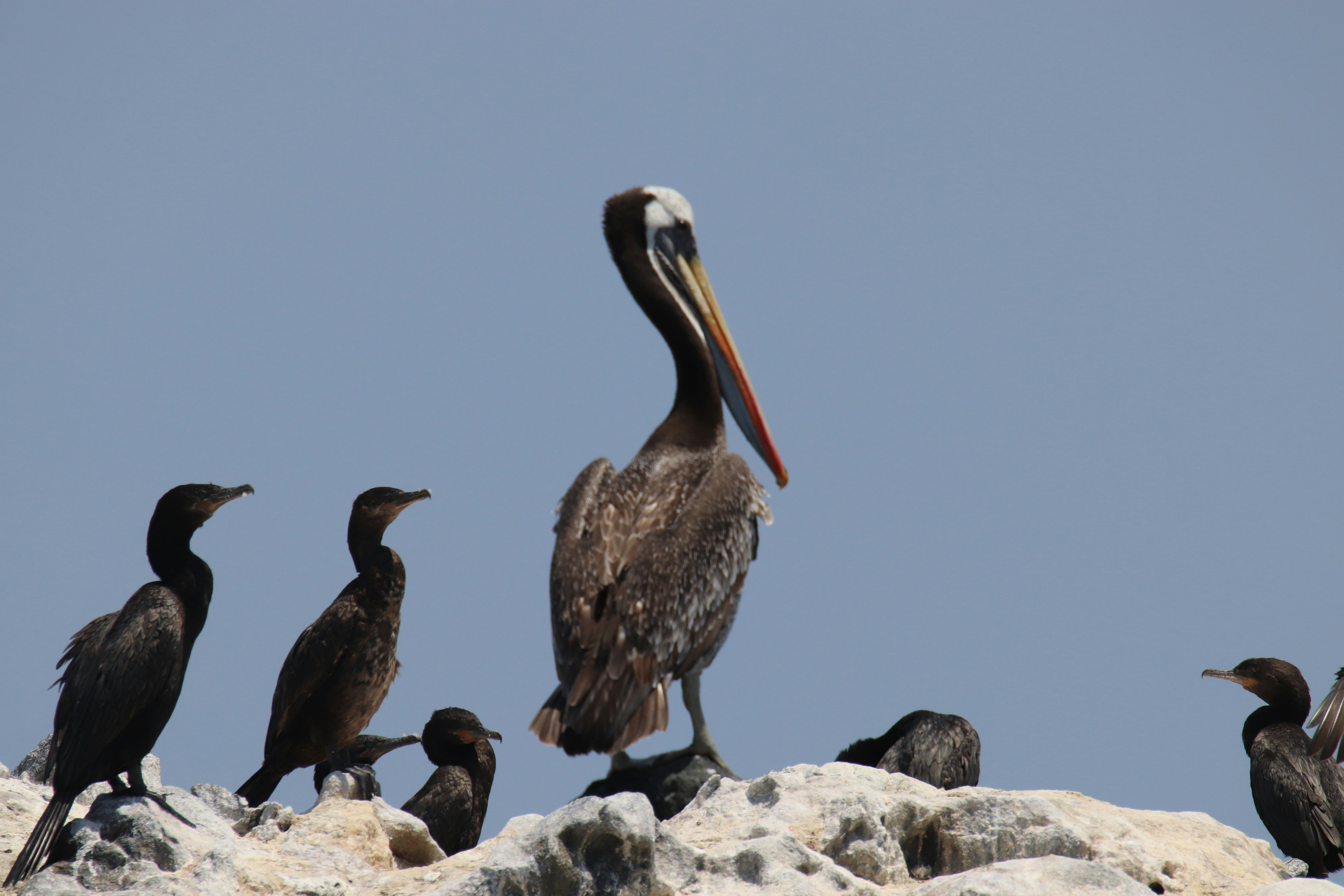 A flock of birds sitting on top of a pile of rocks photo – Free Animal ...