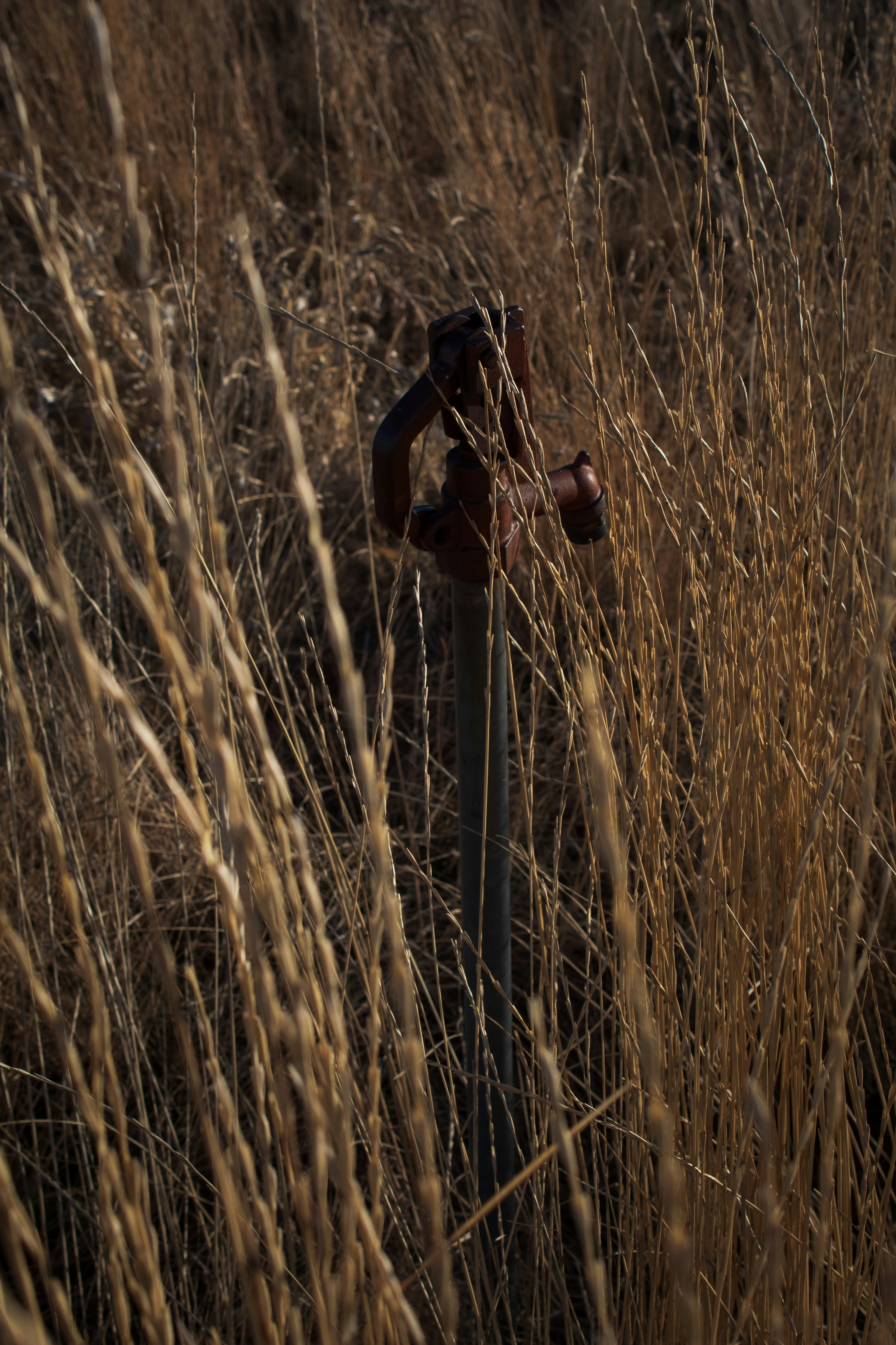 Monopod Sentinel in a Field of Tall Grass