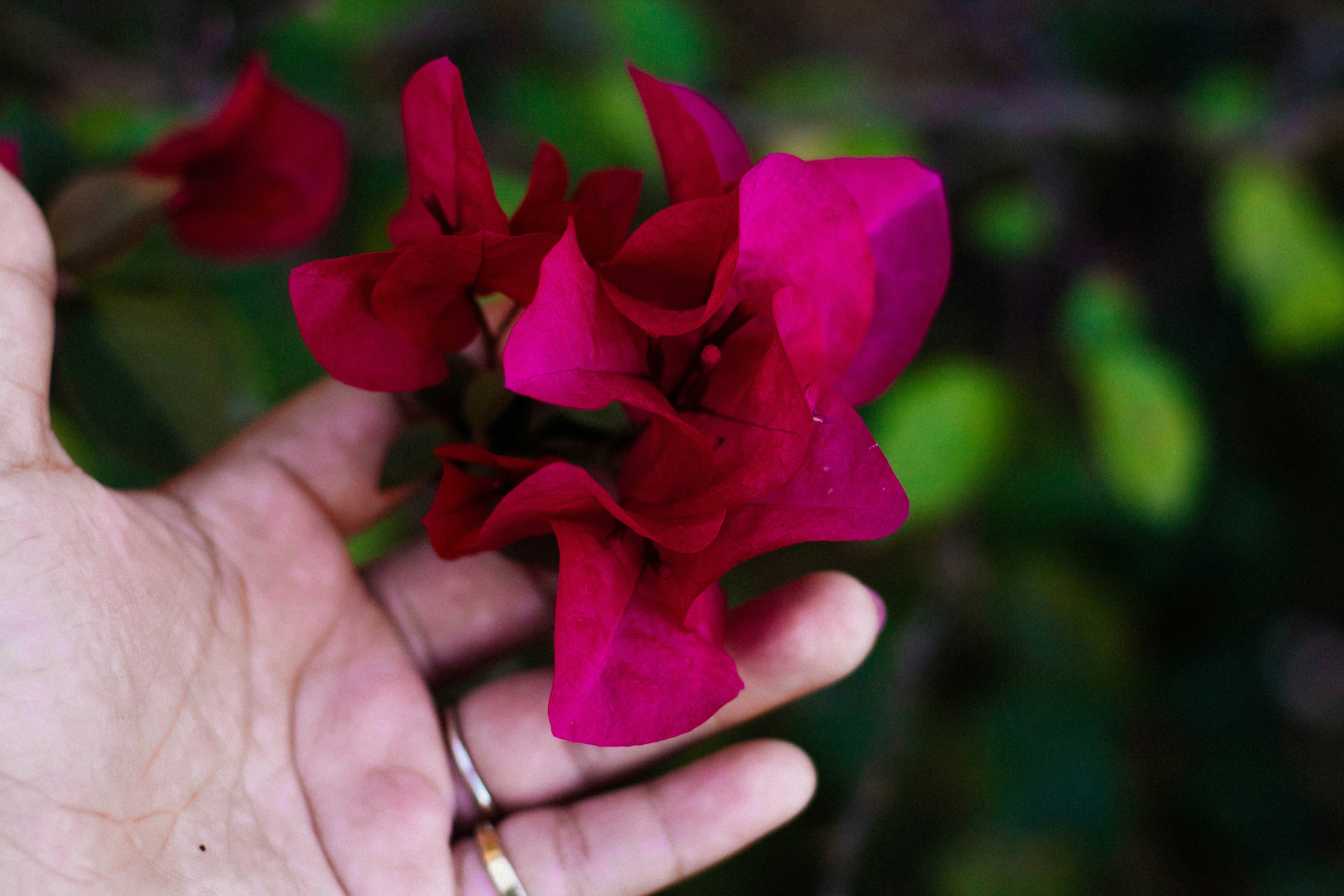 Crimson Bougainvillea in a Gentle Hand, Against a Velvet Green Blur