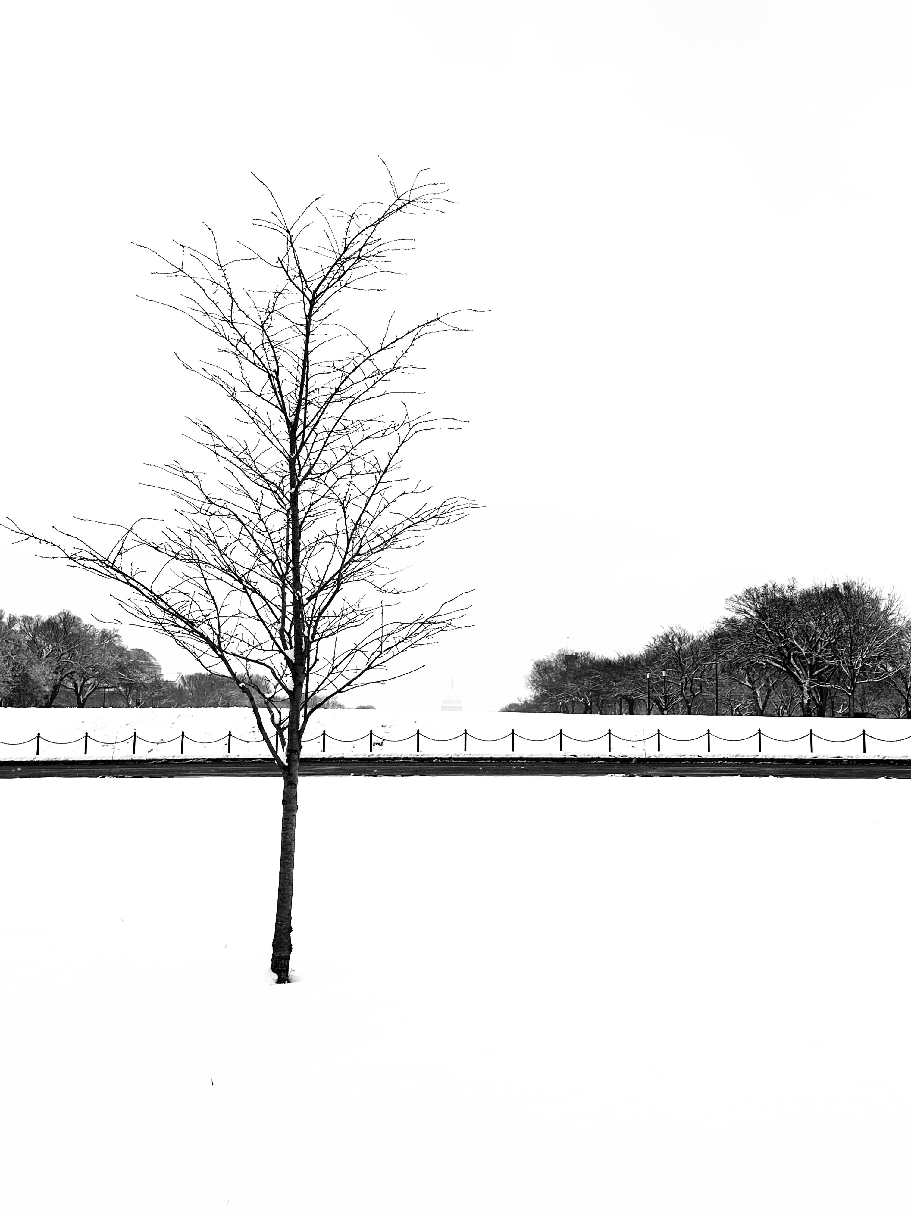 Lone Tree on a Snowbound Plain