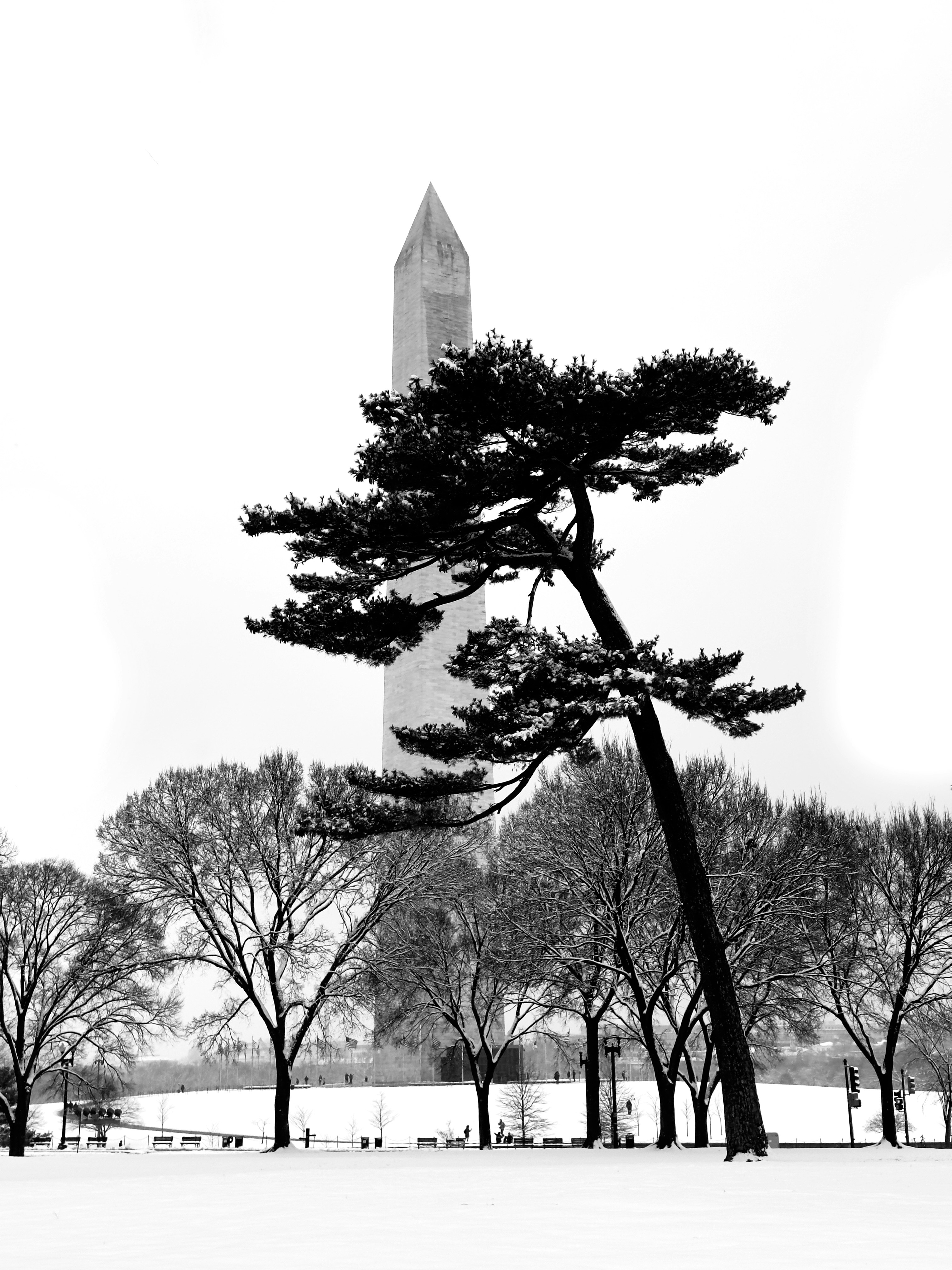 Snowy Reflections: The Obelisk Framed by a Stoic Pine
