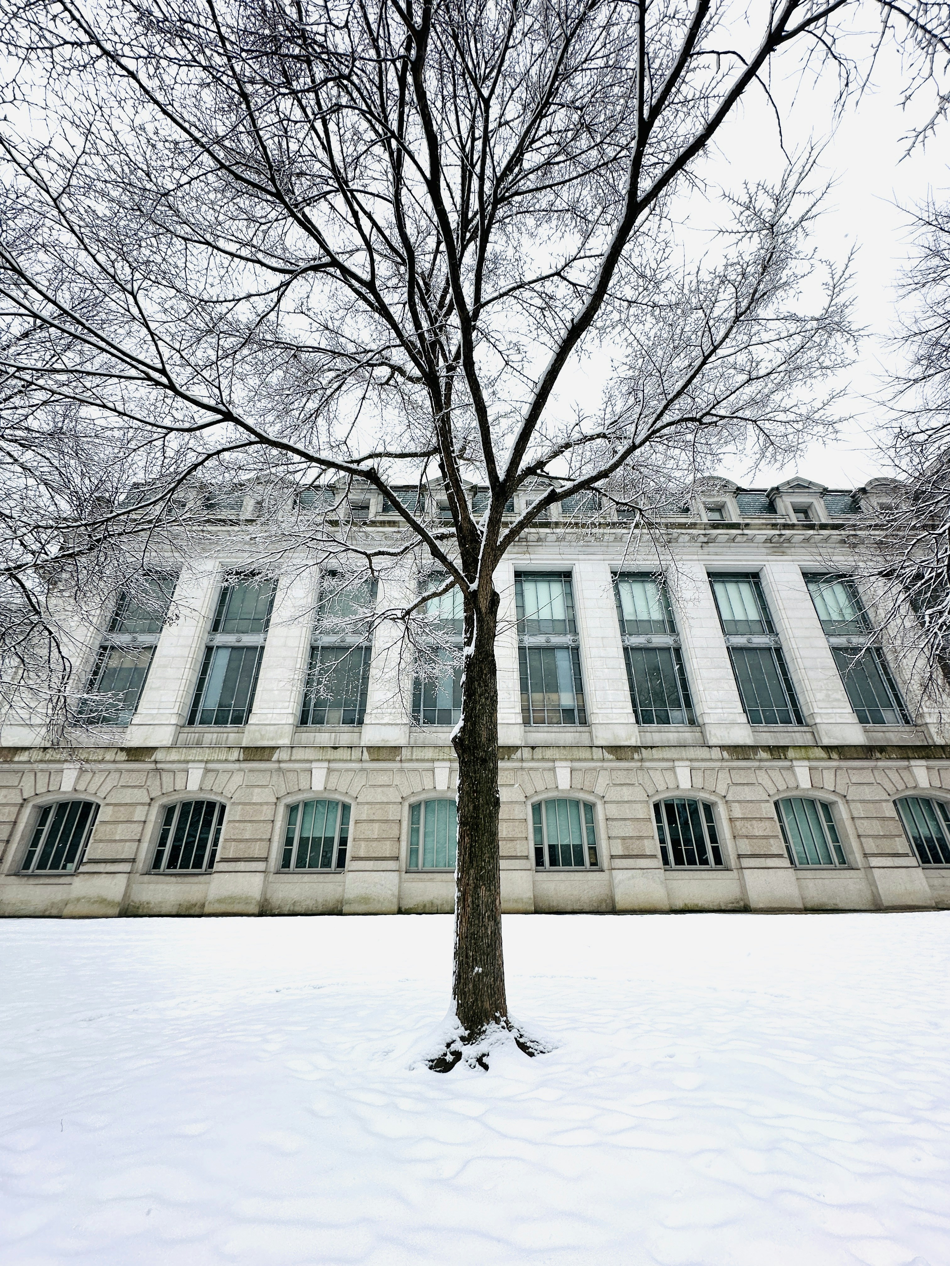 Snowbound Tree Stands Central Before a Beaux-Arts Facade