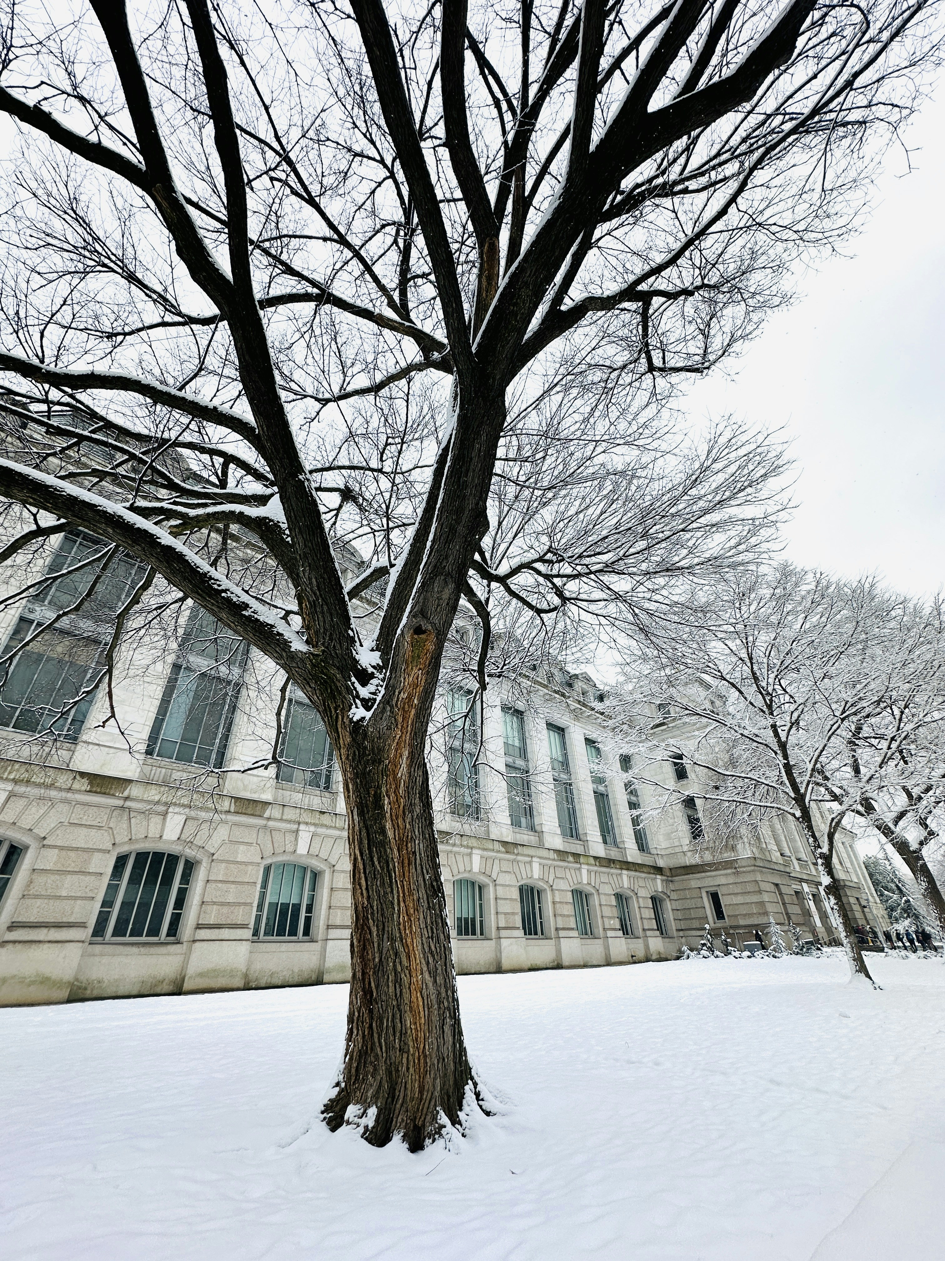 Snowbound Sentinel: A Bare-Branch Tree Framing a Snowy Campus Facade