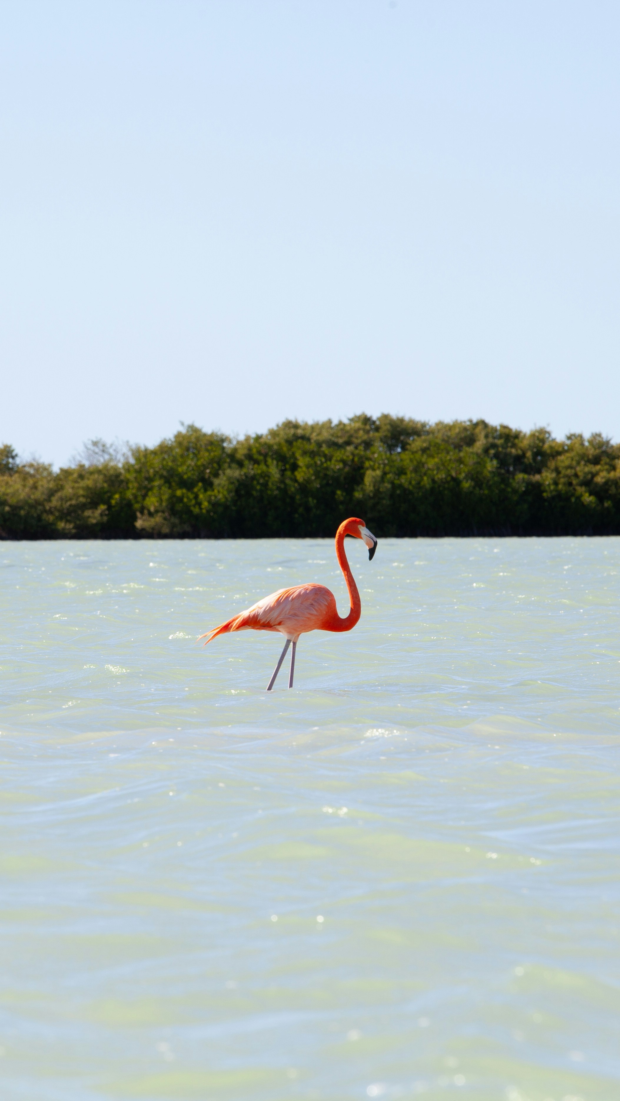 Flamingo in Quiet Saltwater: A Bright Pink Beacon at Dusk