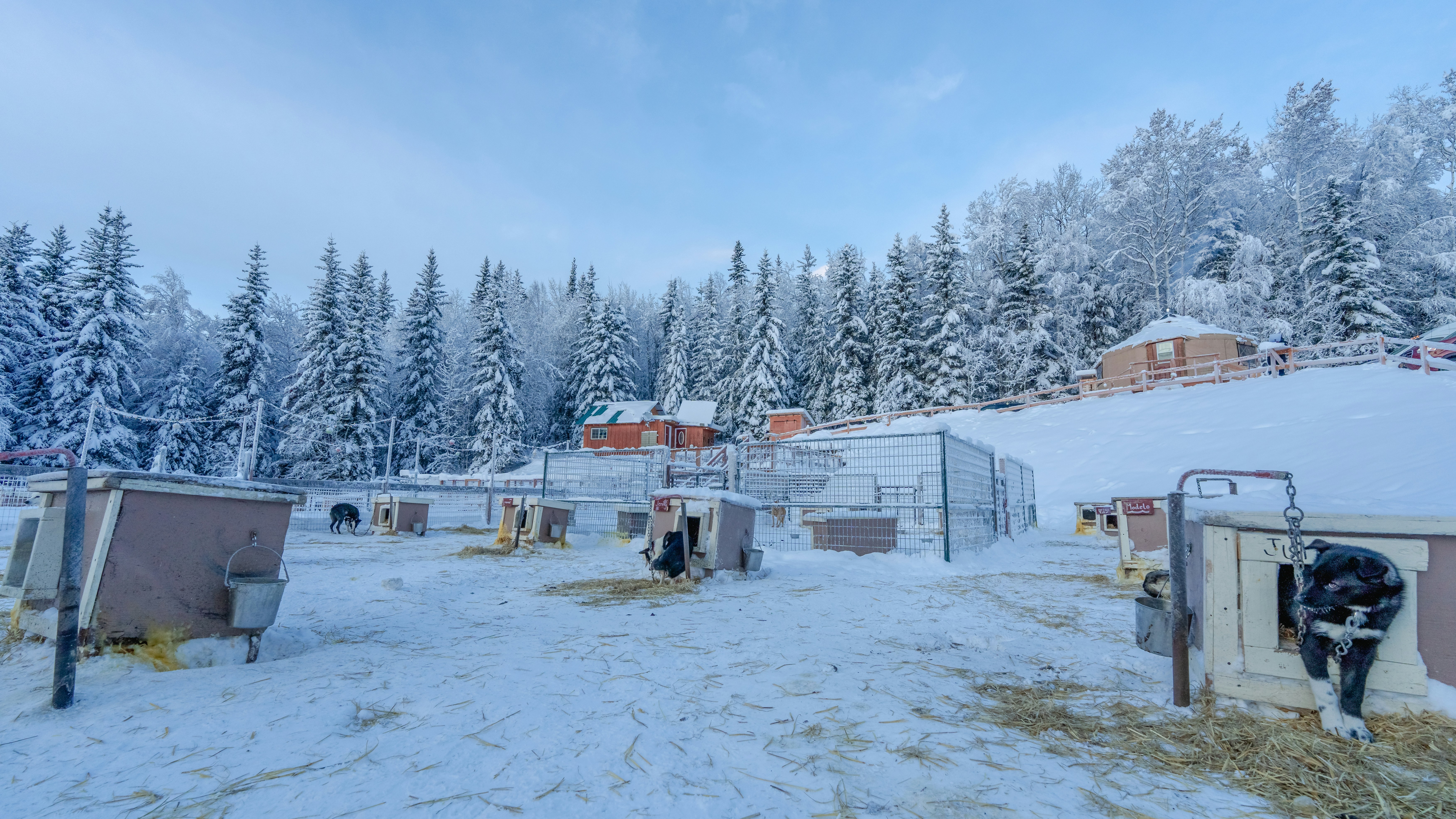 Snowbound Kennel: Orange Cabins Nestled in Frosted Pines