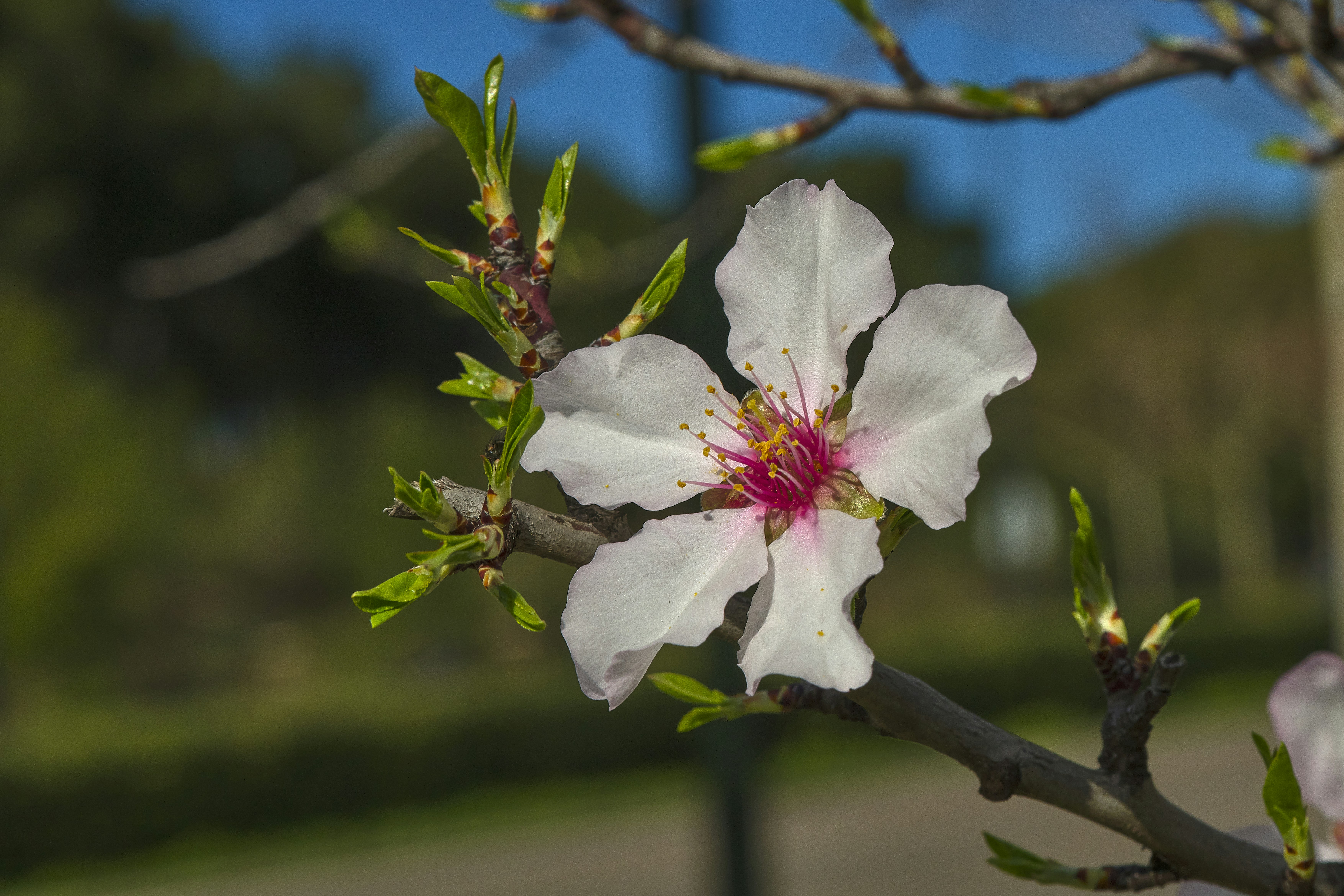 Magenta Heart in White: A Sunlit Orchard Blossom