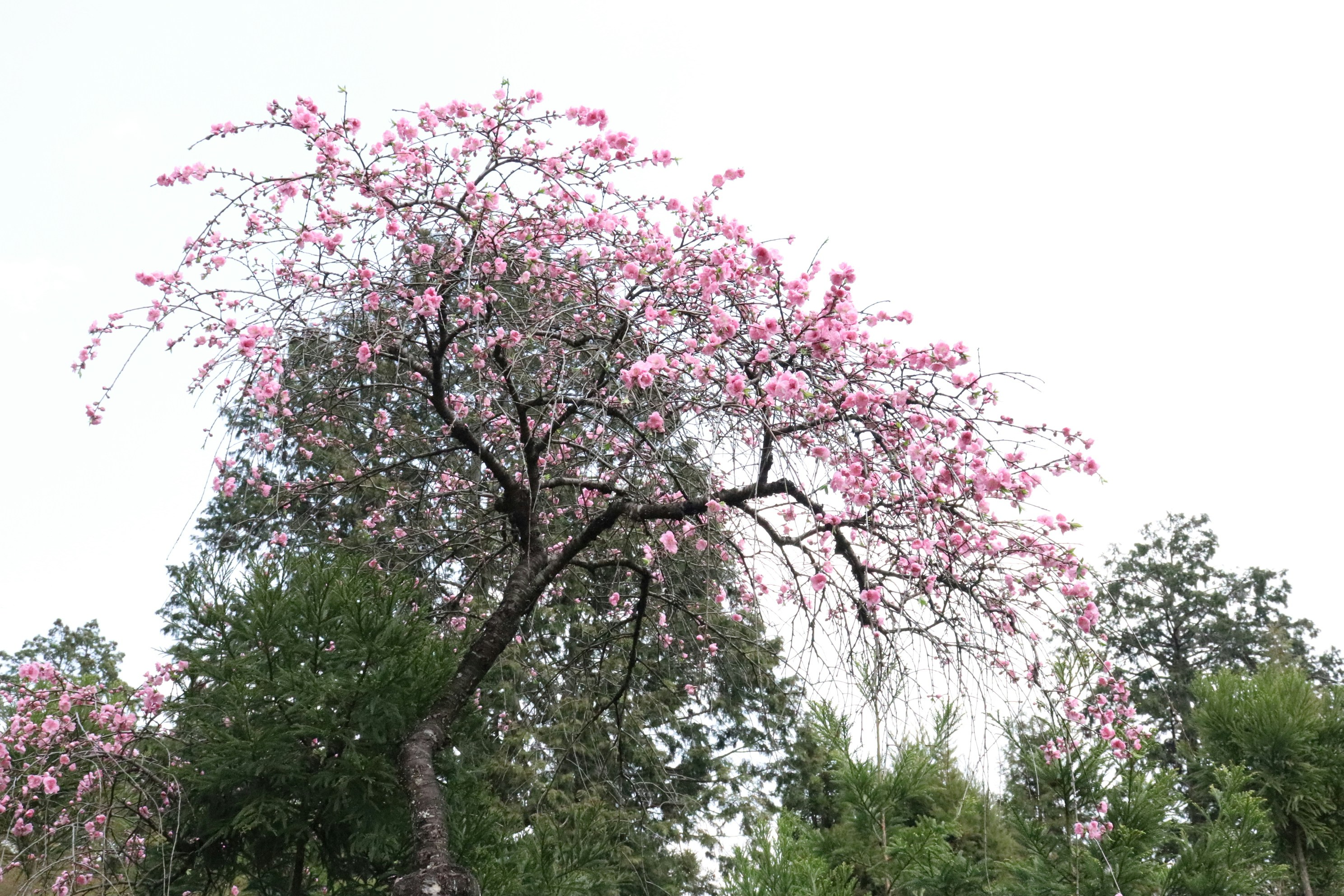 Spring Canopy: Pink Cherry Blossoms Over a Quiet Green Park