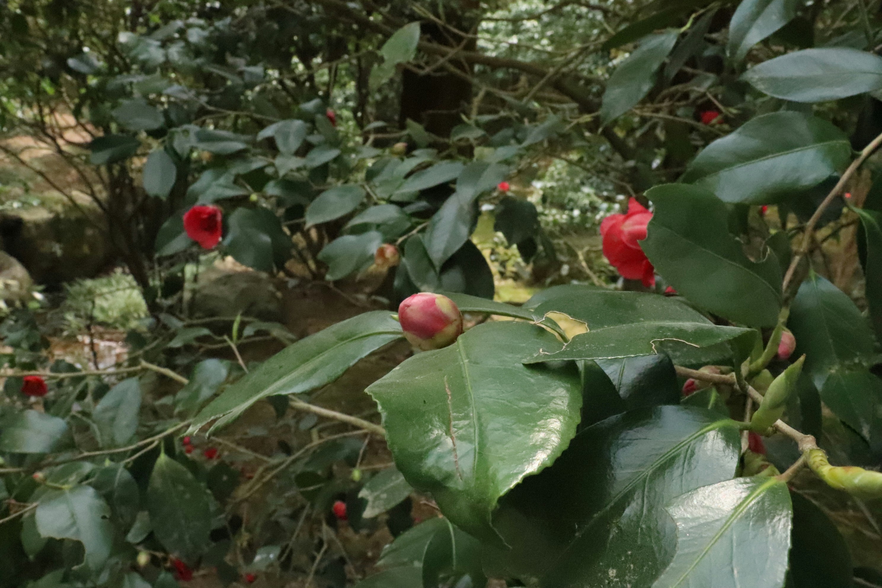 日本旅遊必備：輕鬆掌握氣候與天氣日語會話 – Ryuuu TV / 學日文看日本