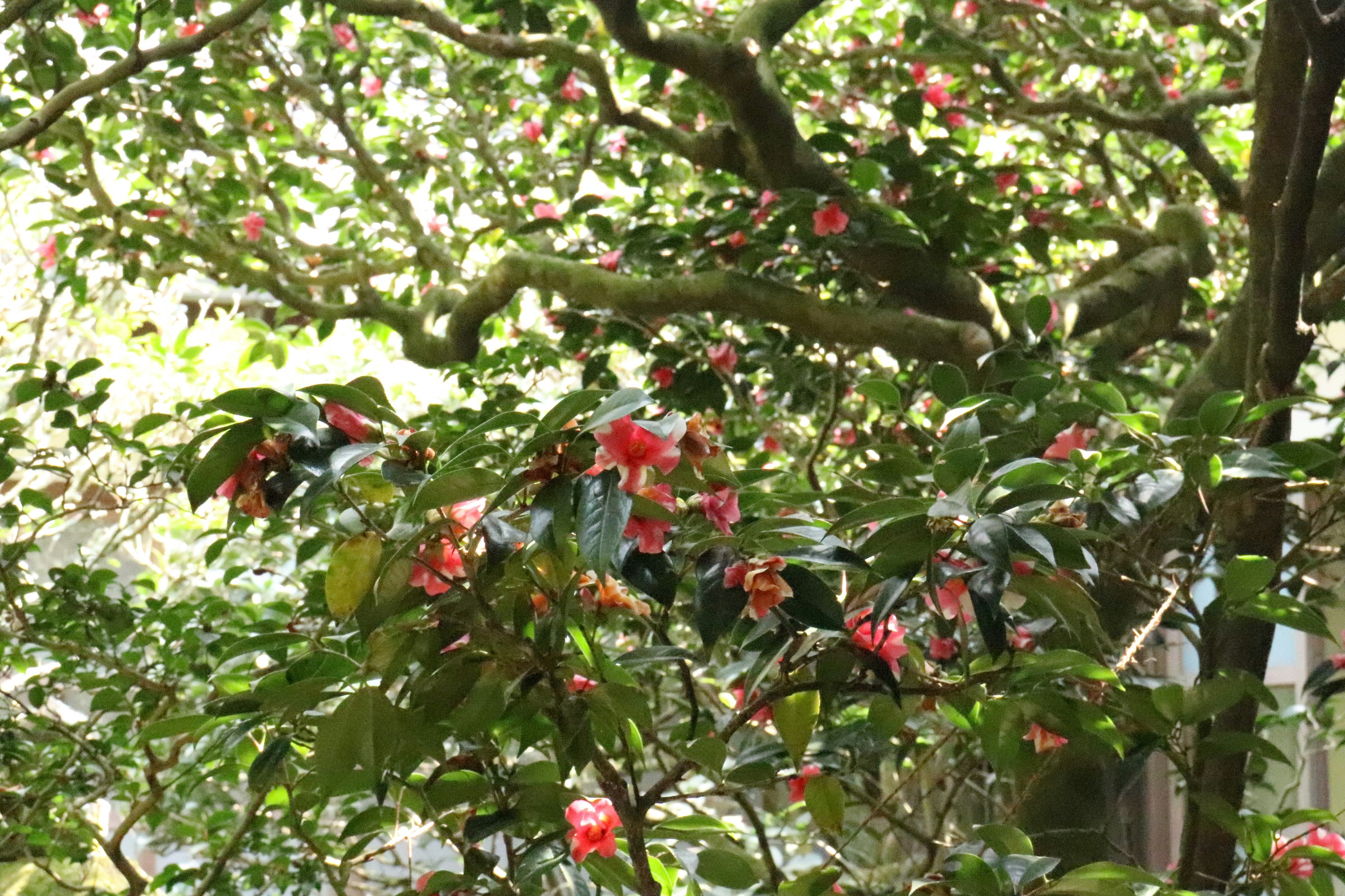 Camellia Curtain in Dappled Garden Light