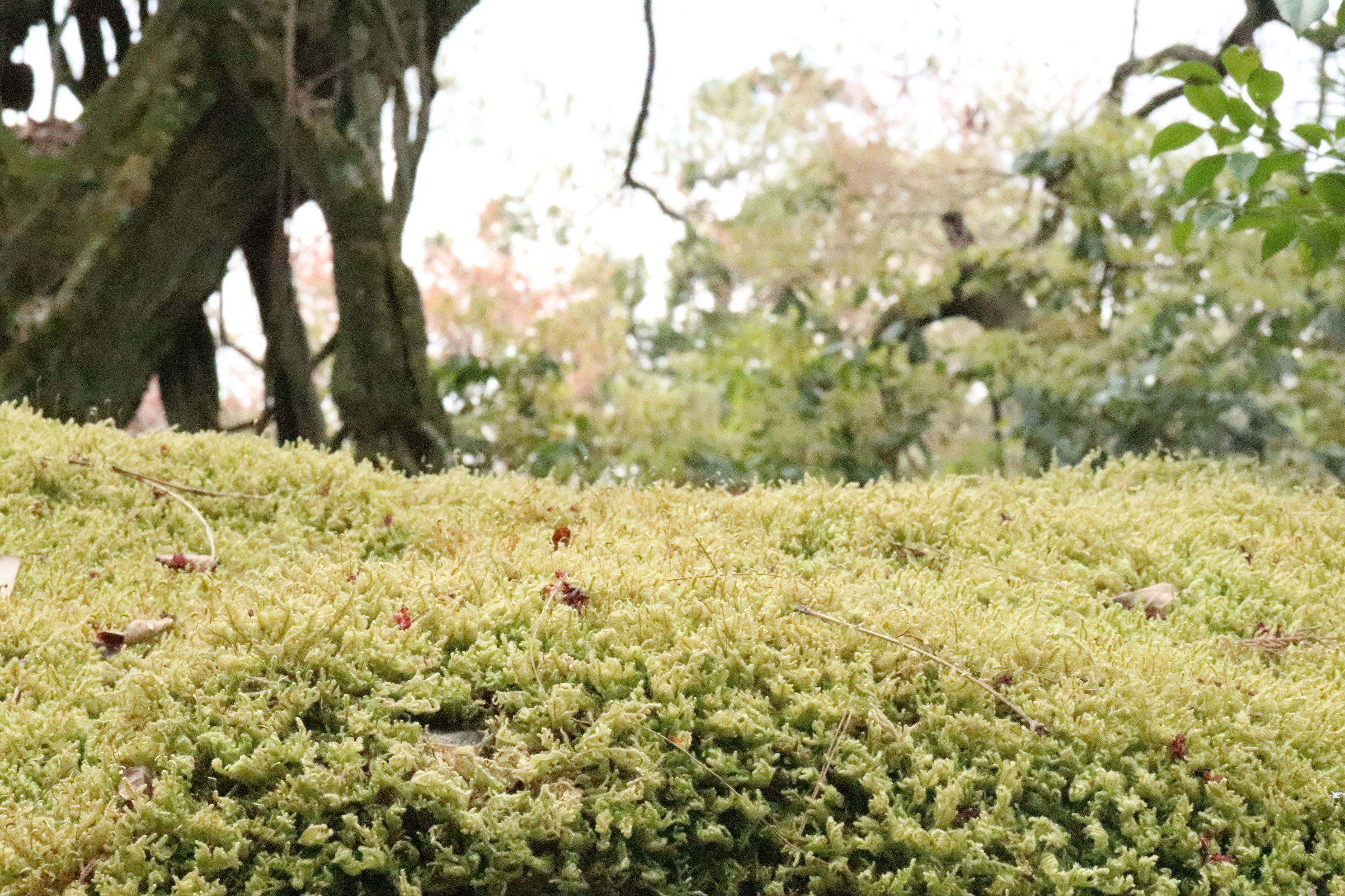 Low Hedge Panorama Under Tree Canopy