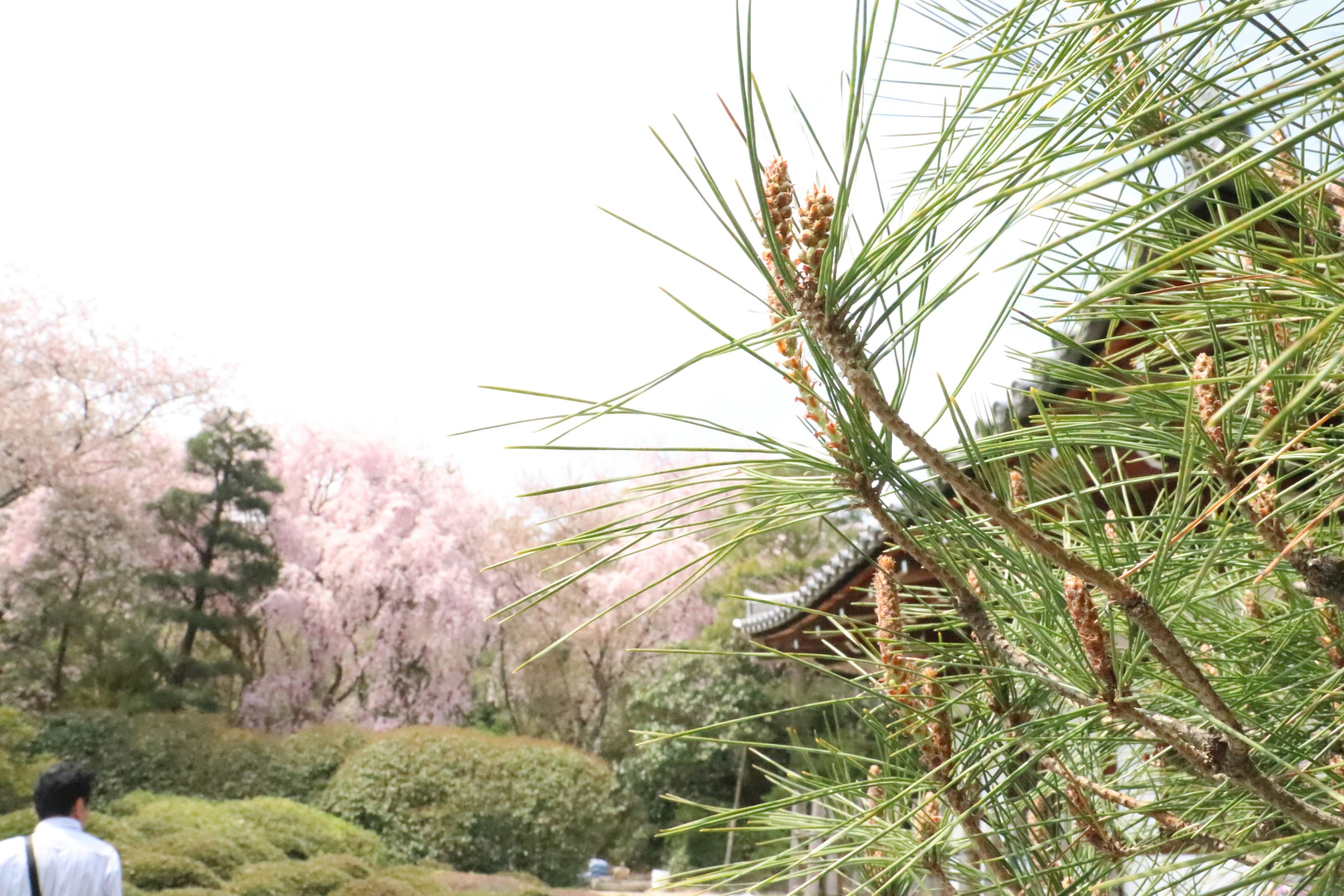 Needles at the Edge: Pine Framing a Blossoming Park