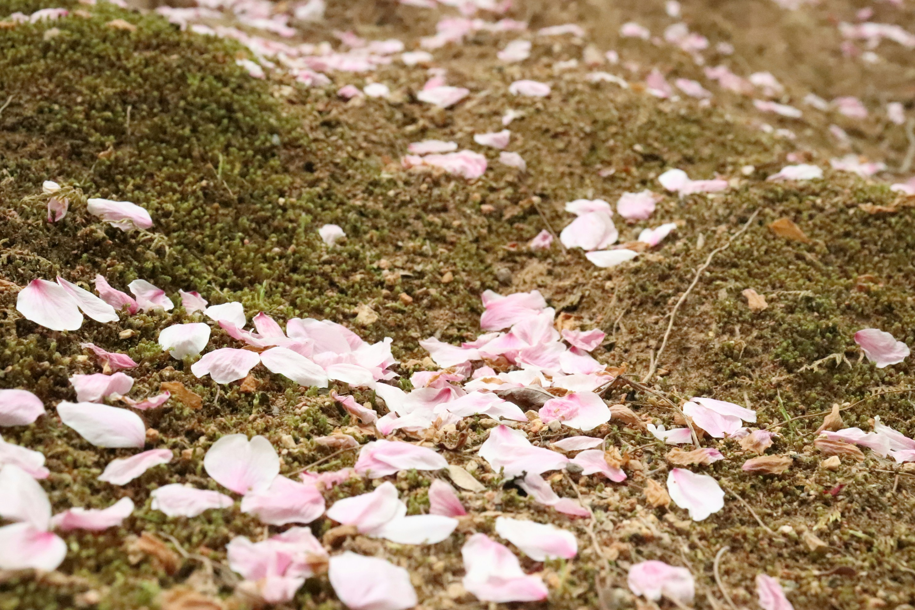 Petal Whisper on Moss: Soft Pink Fragments Across a Quiet Forest Floor