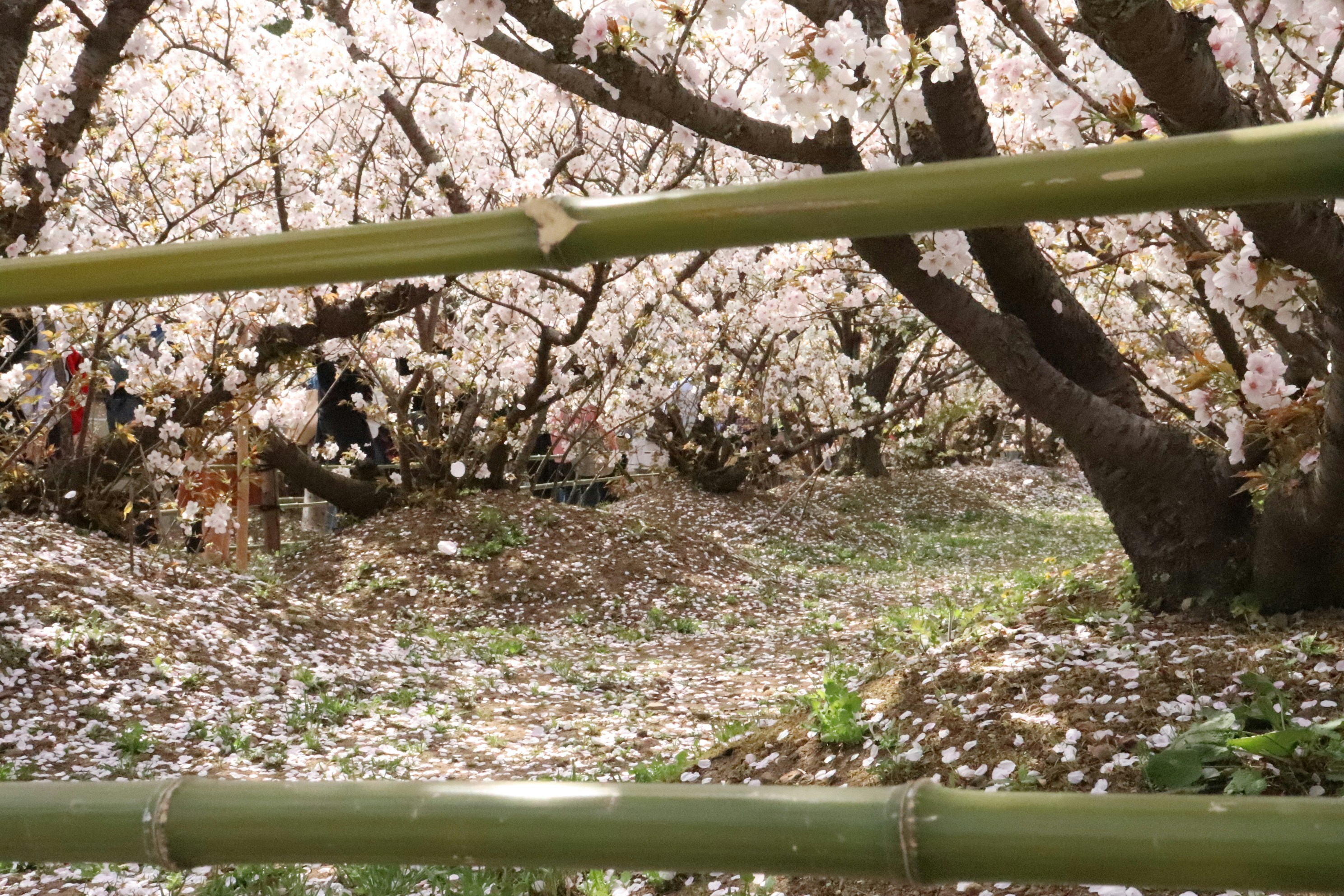 Bamboo Framing a Sakura Walkway