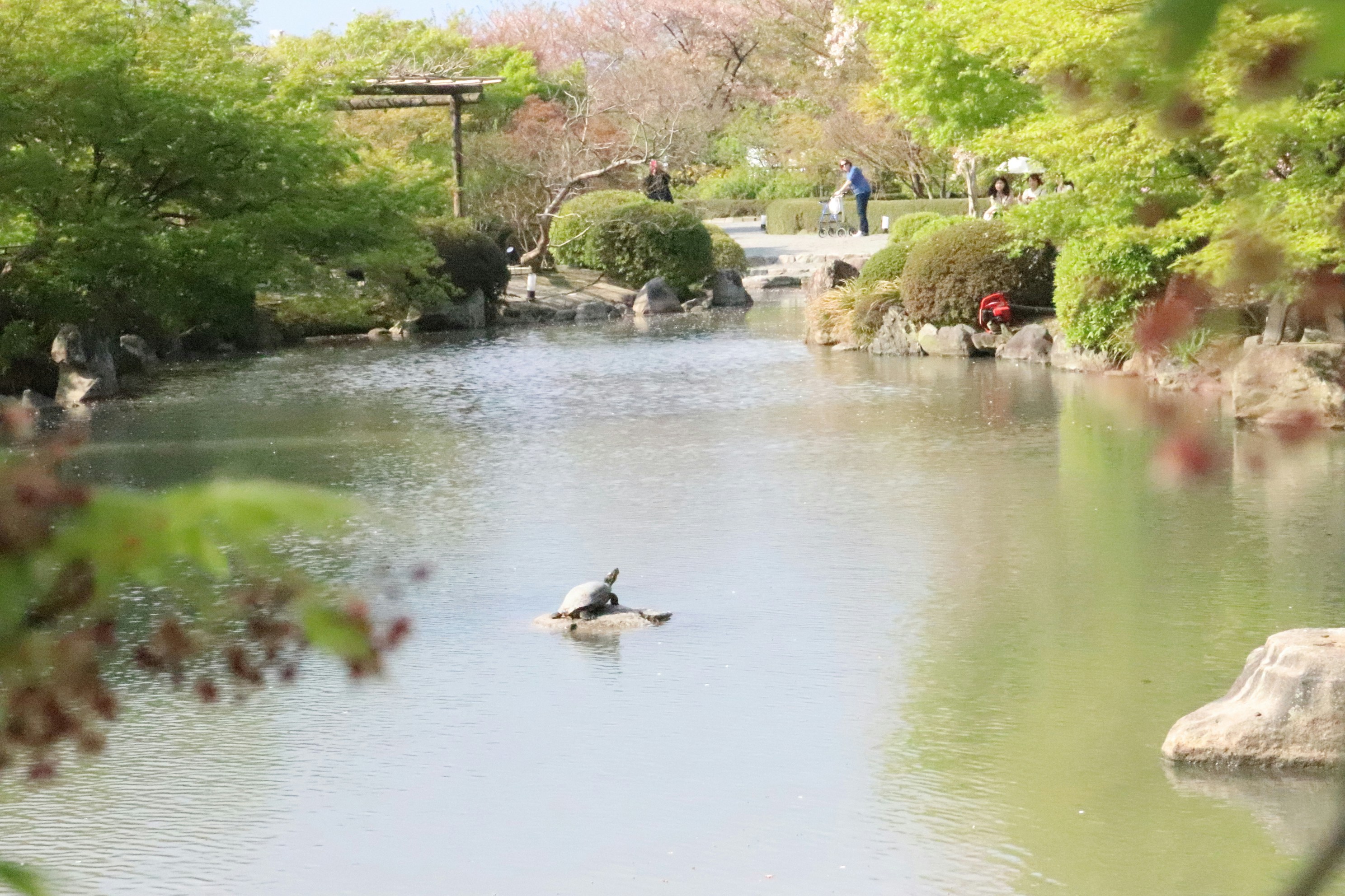 Duck Glide Across a Tranquil Garden Pond