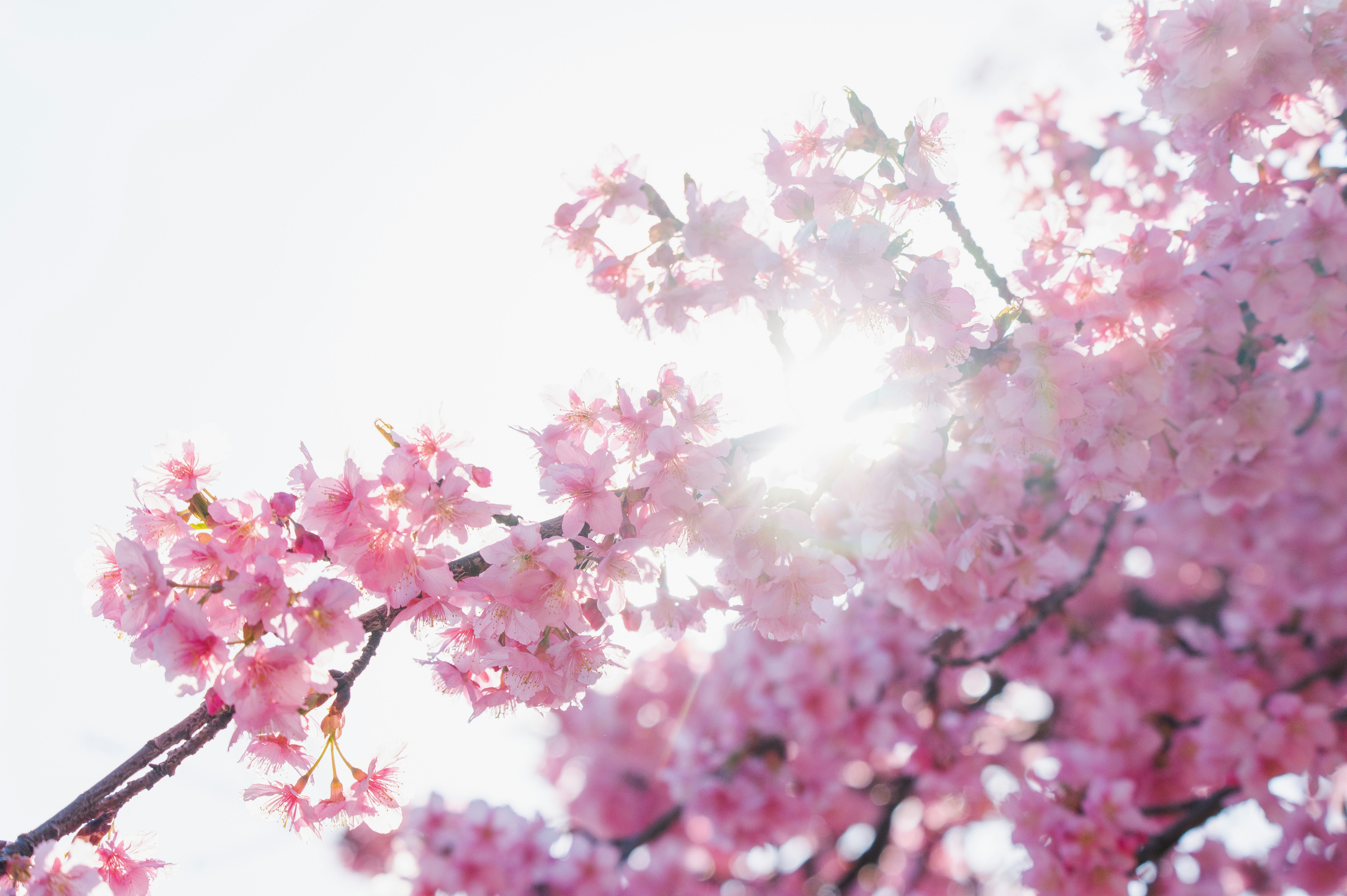 Pink cherry blossoms bathed in a sun flare against a bright sky. A photograph capturing spring bloom with luminous backlight.