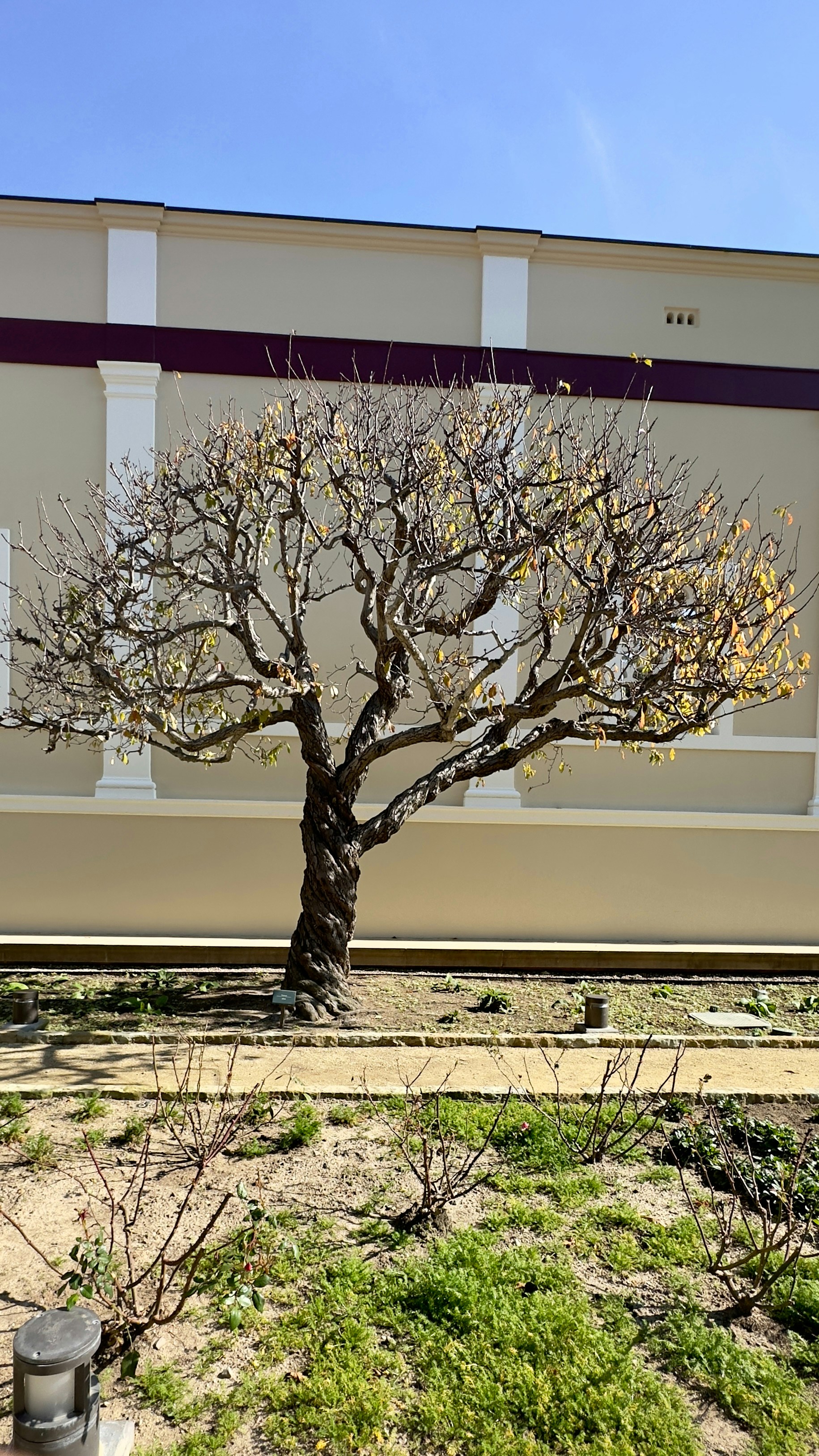 Leafless Tree Framing a Beige Facade Under a Clear Blue Sky