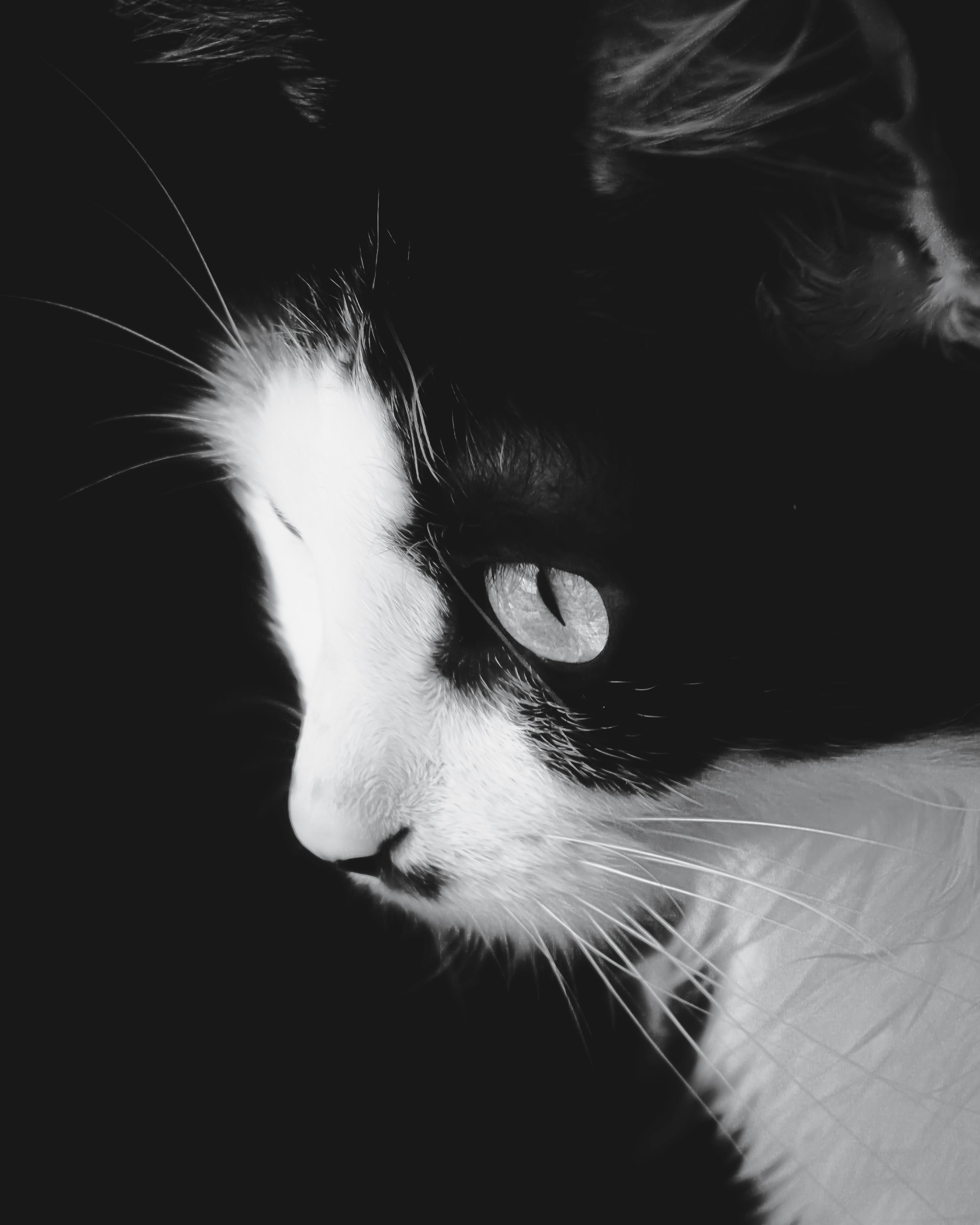 A black and white cat is looking at something photo – Free Cat Image on ...