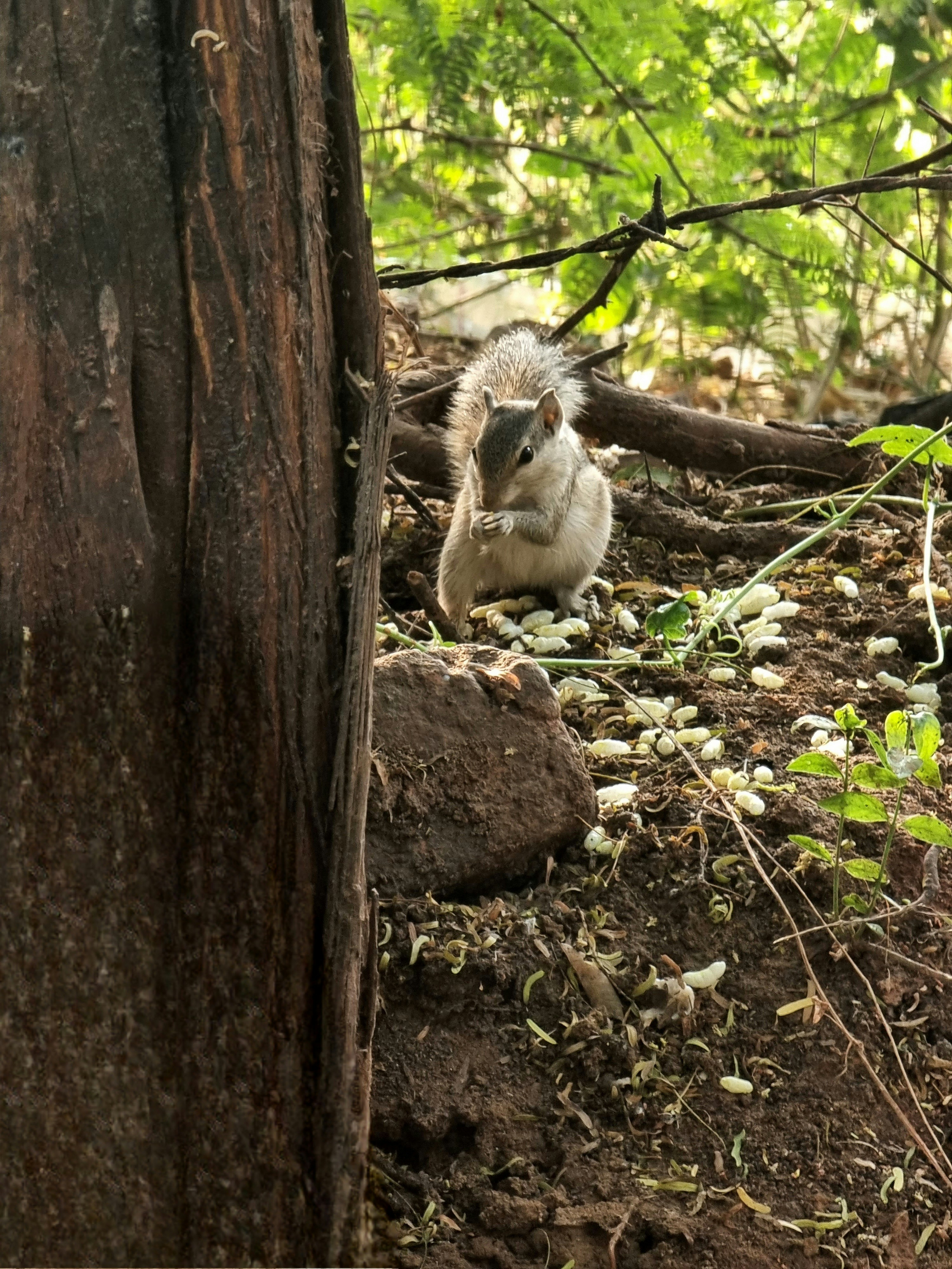 Nibbling Scout by the Tree Trunk: A Squirrel's Forest Moment