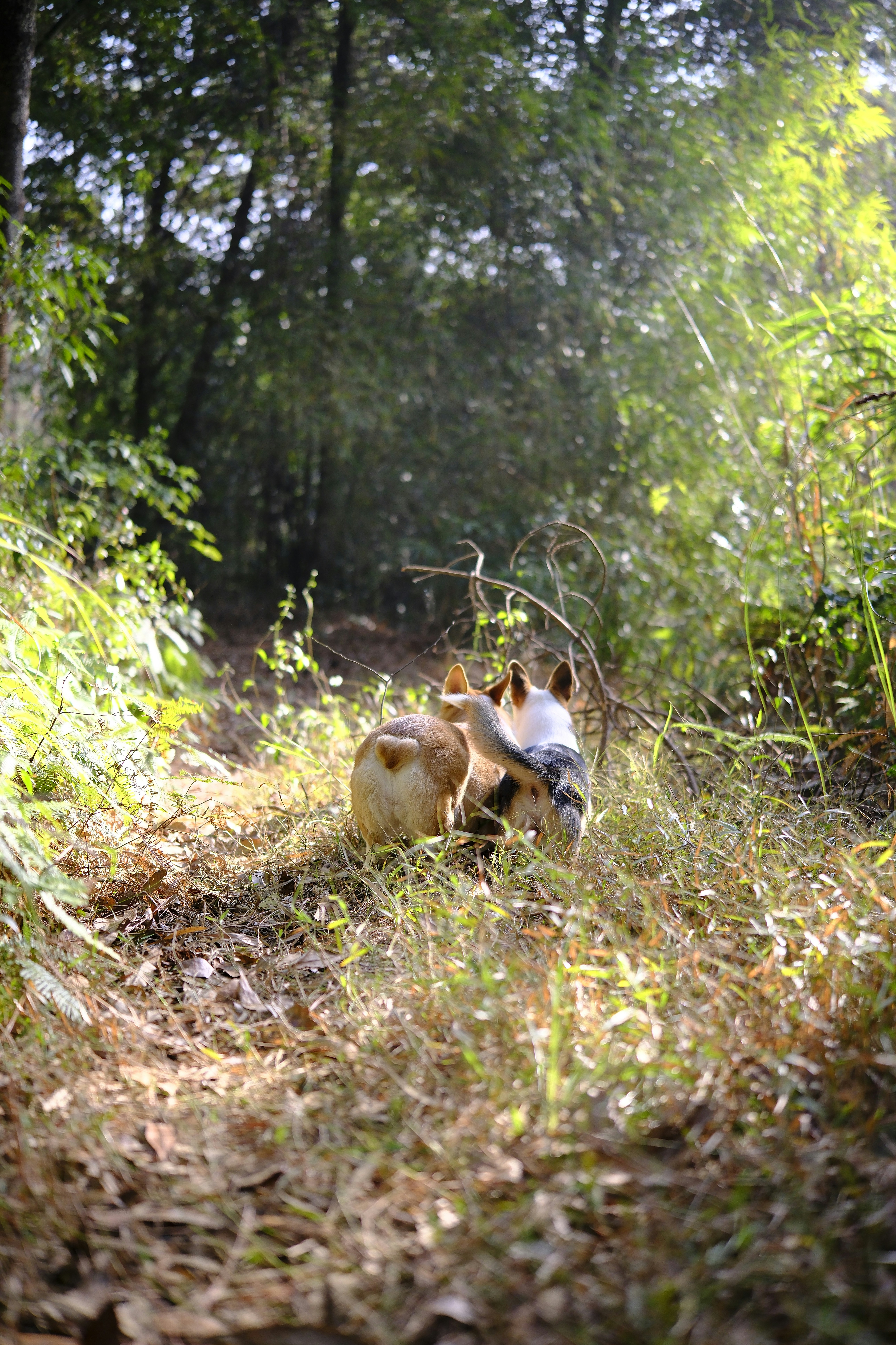 Sunlit Forest Crossing: A Pair of Corgis on a Quiet Path