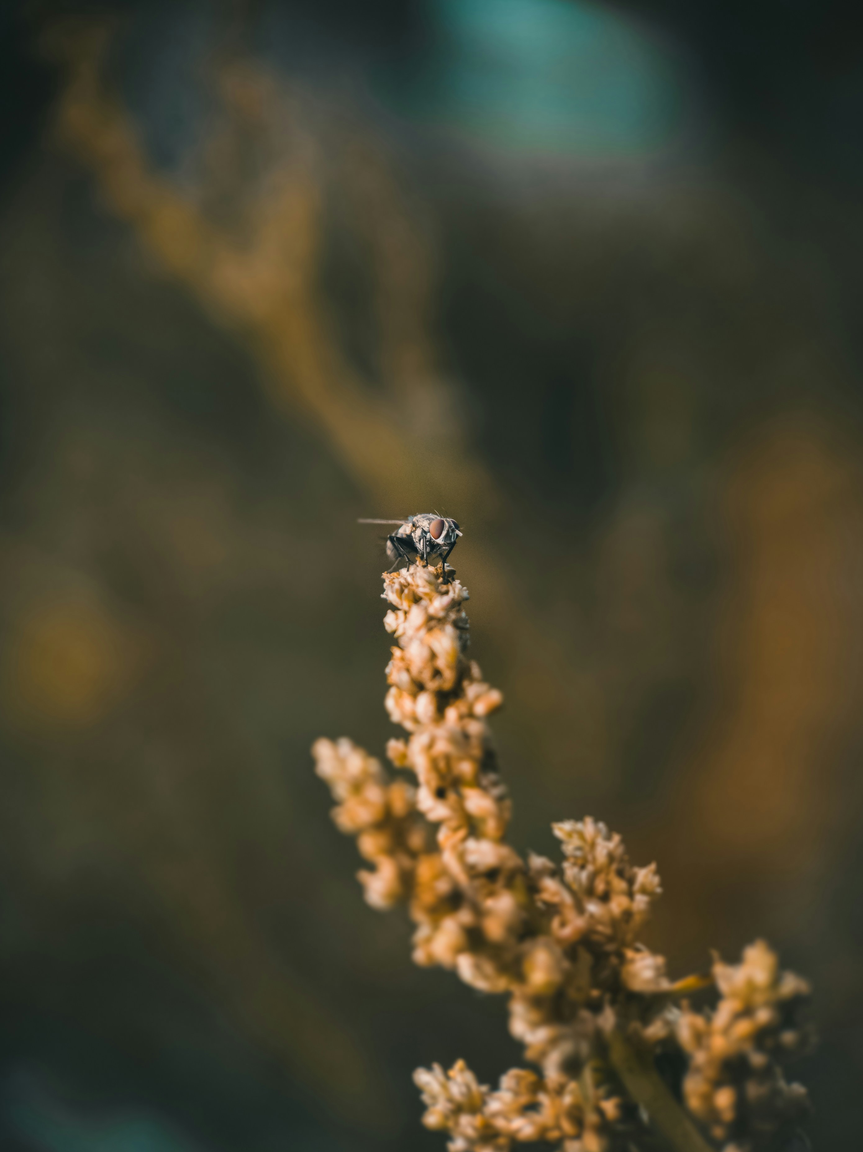 Close-up macro photograph of a tiny insect perched on a dried flower spike, with a soft, moody bokeh background.