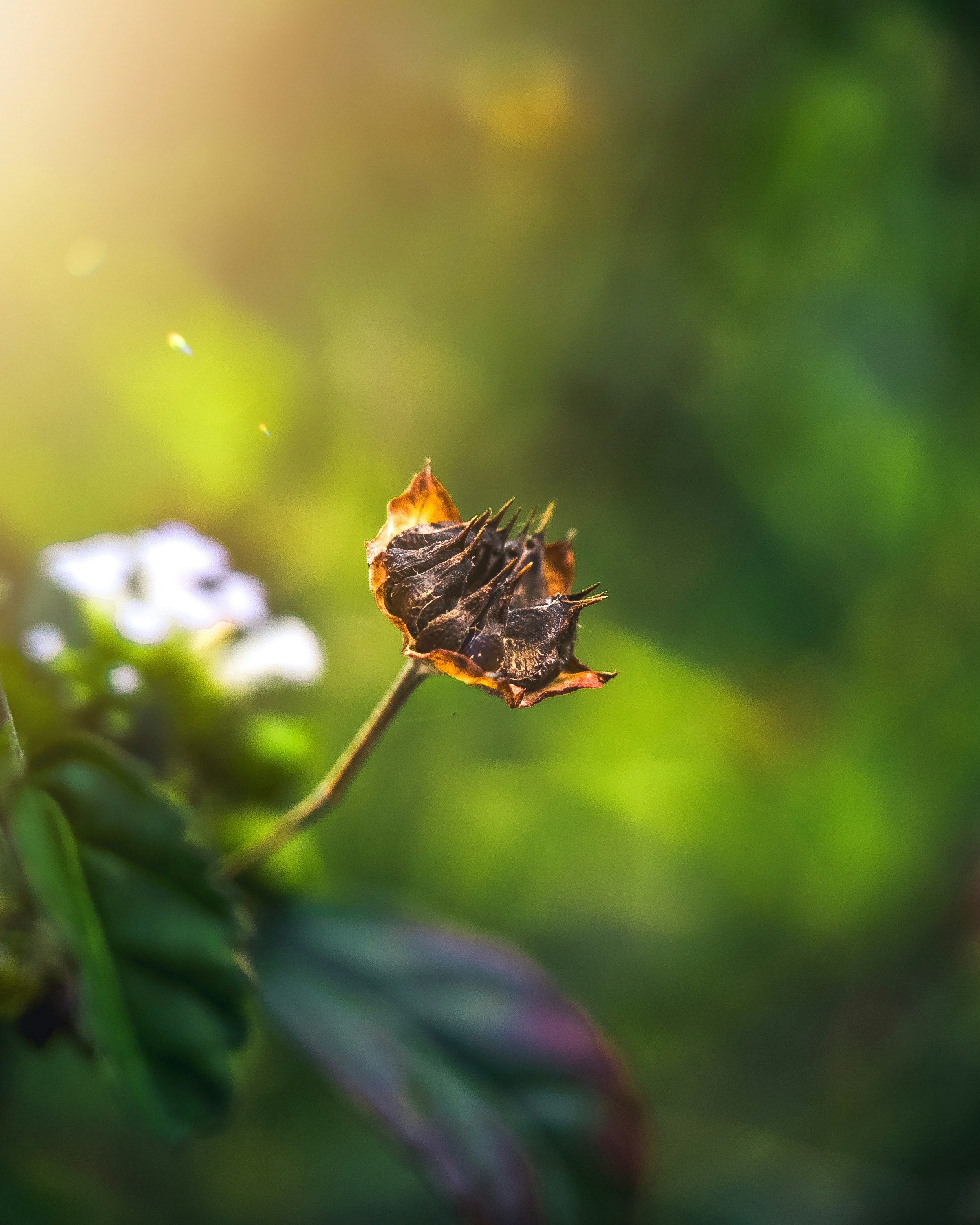 Amber Crown in the Green Quiet: a solitary dried bloom bathed in sunlight
