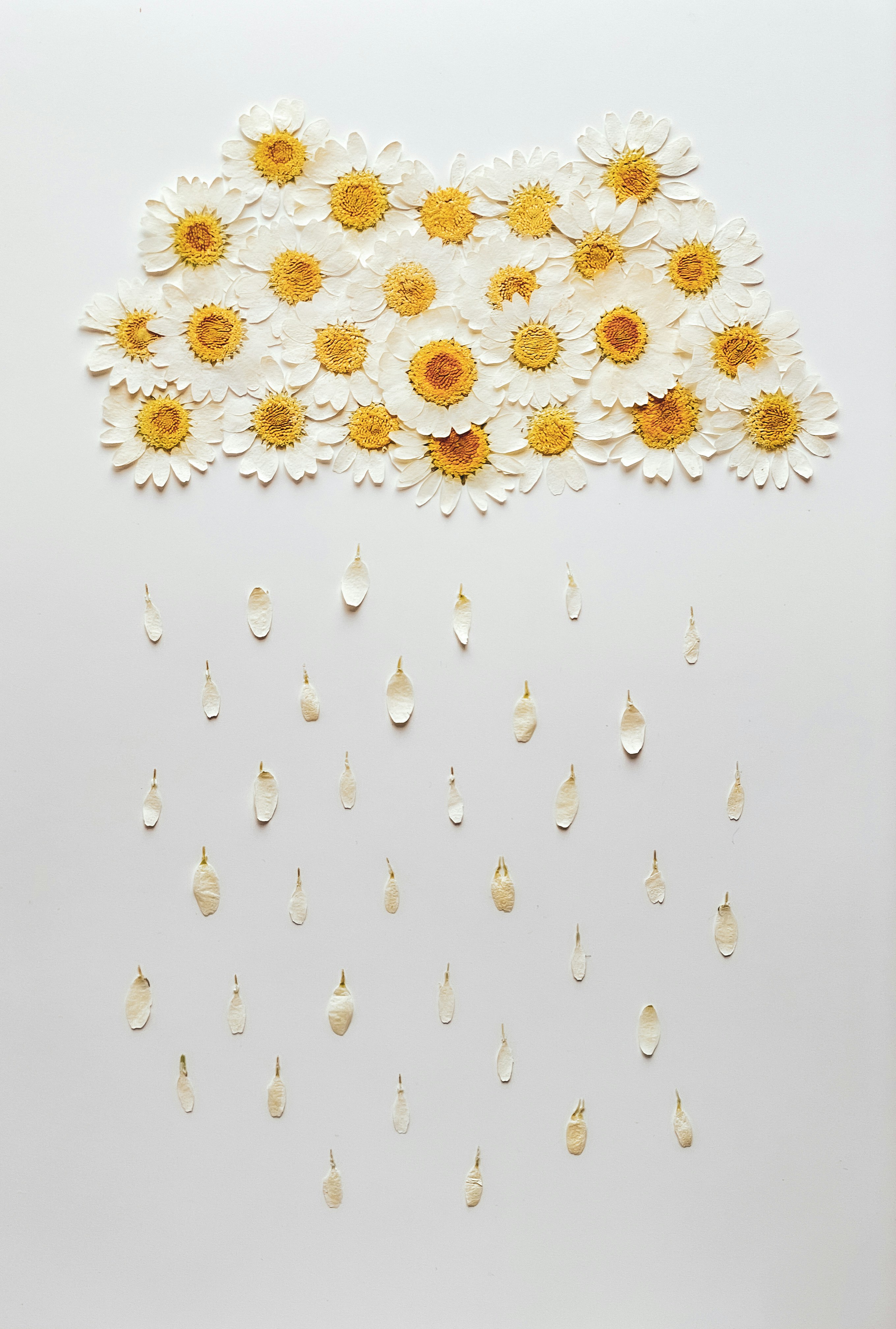 Sunny Coral: A Cloud of Daisies Dissolving into Drops